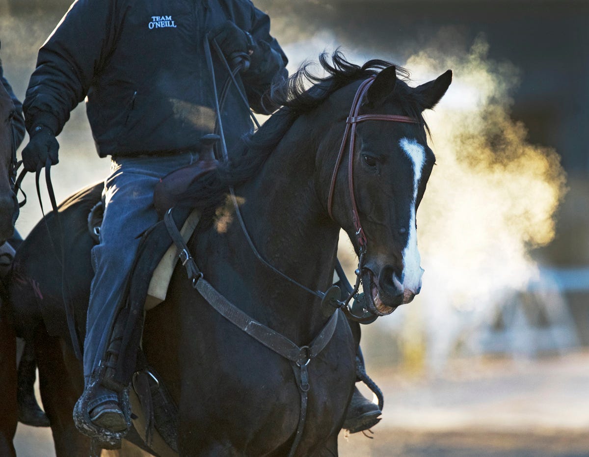Lava Man improving day after colic procedure