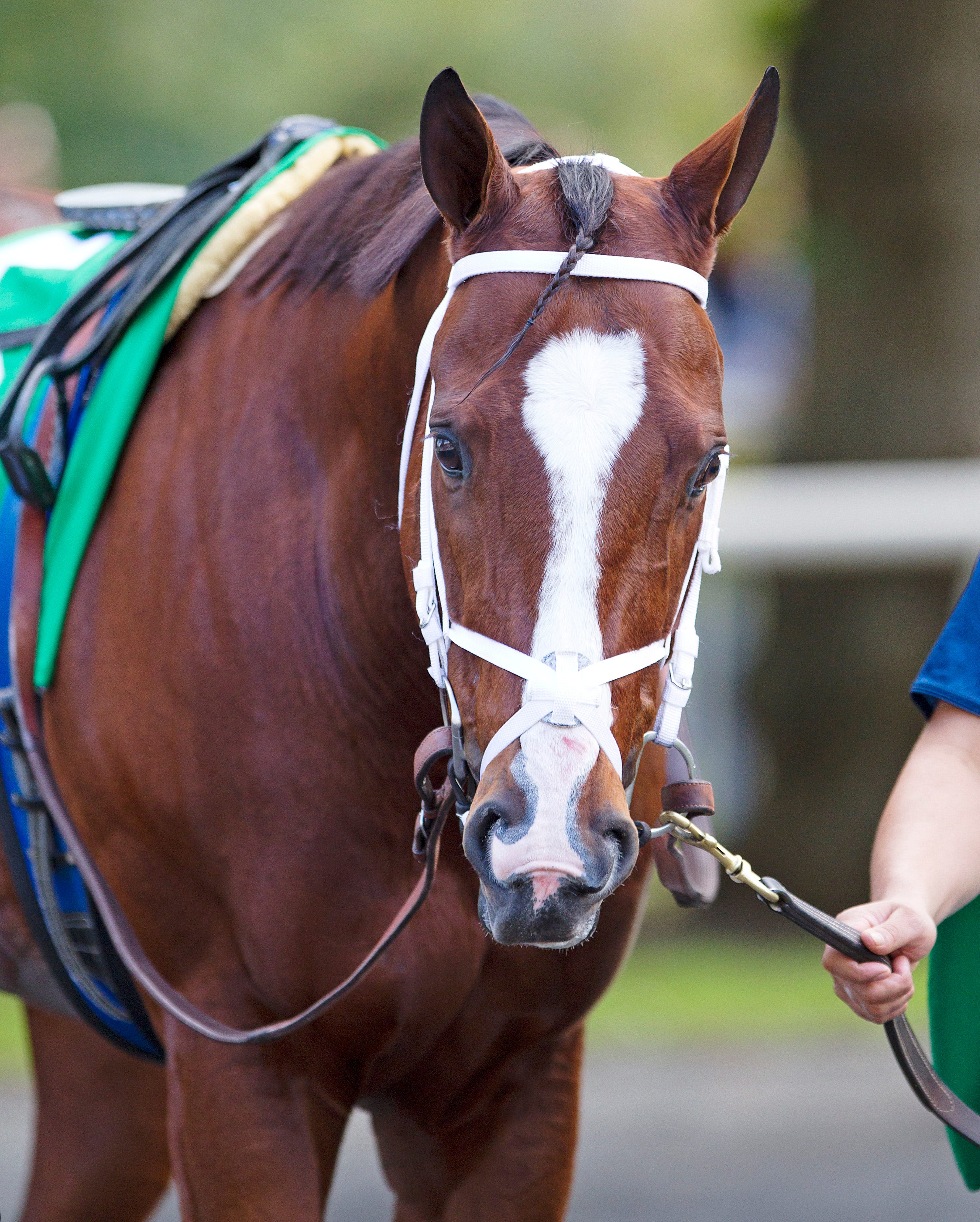 Stallion Law Enforcement returns to training