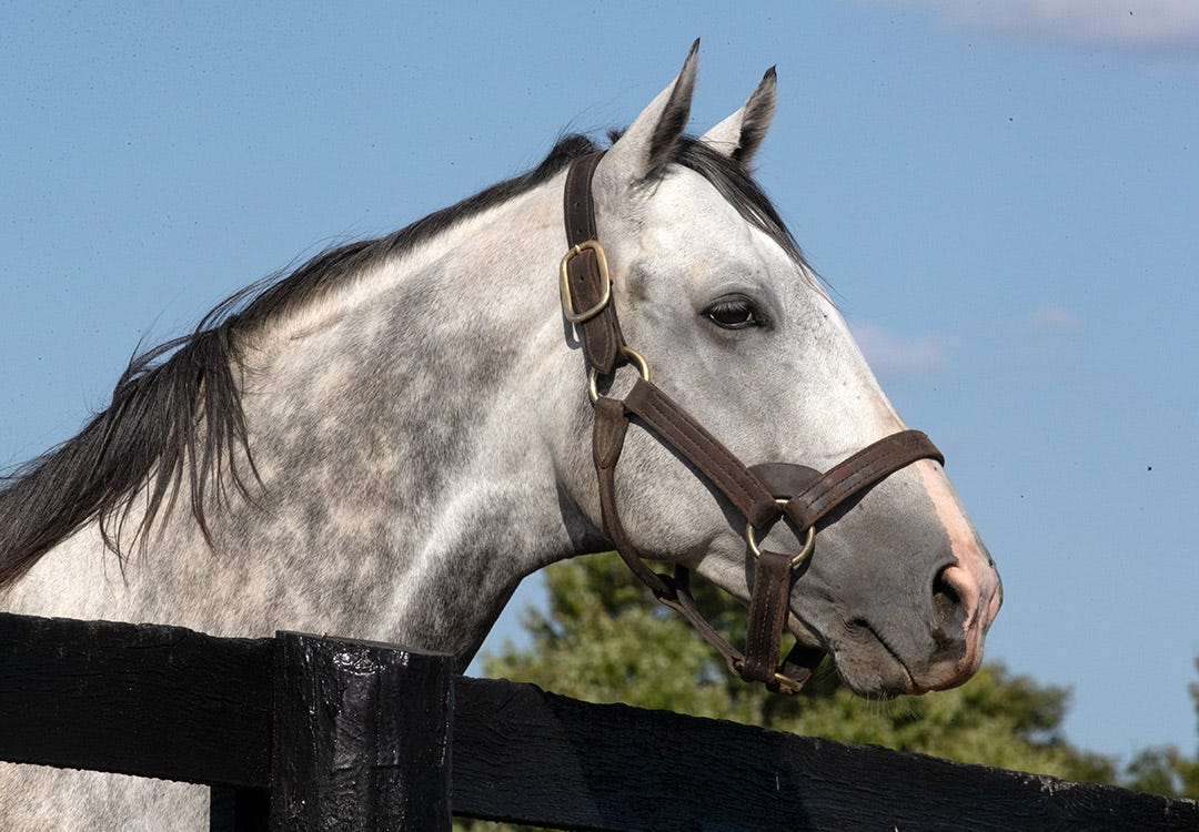 Liam's Map poised for big week