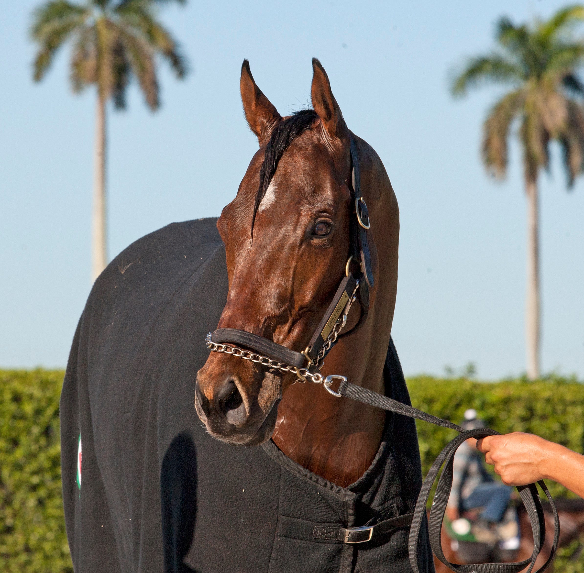 Gulfstream Park: Little Mike works toward Manhattan as first major target
