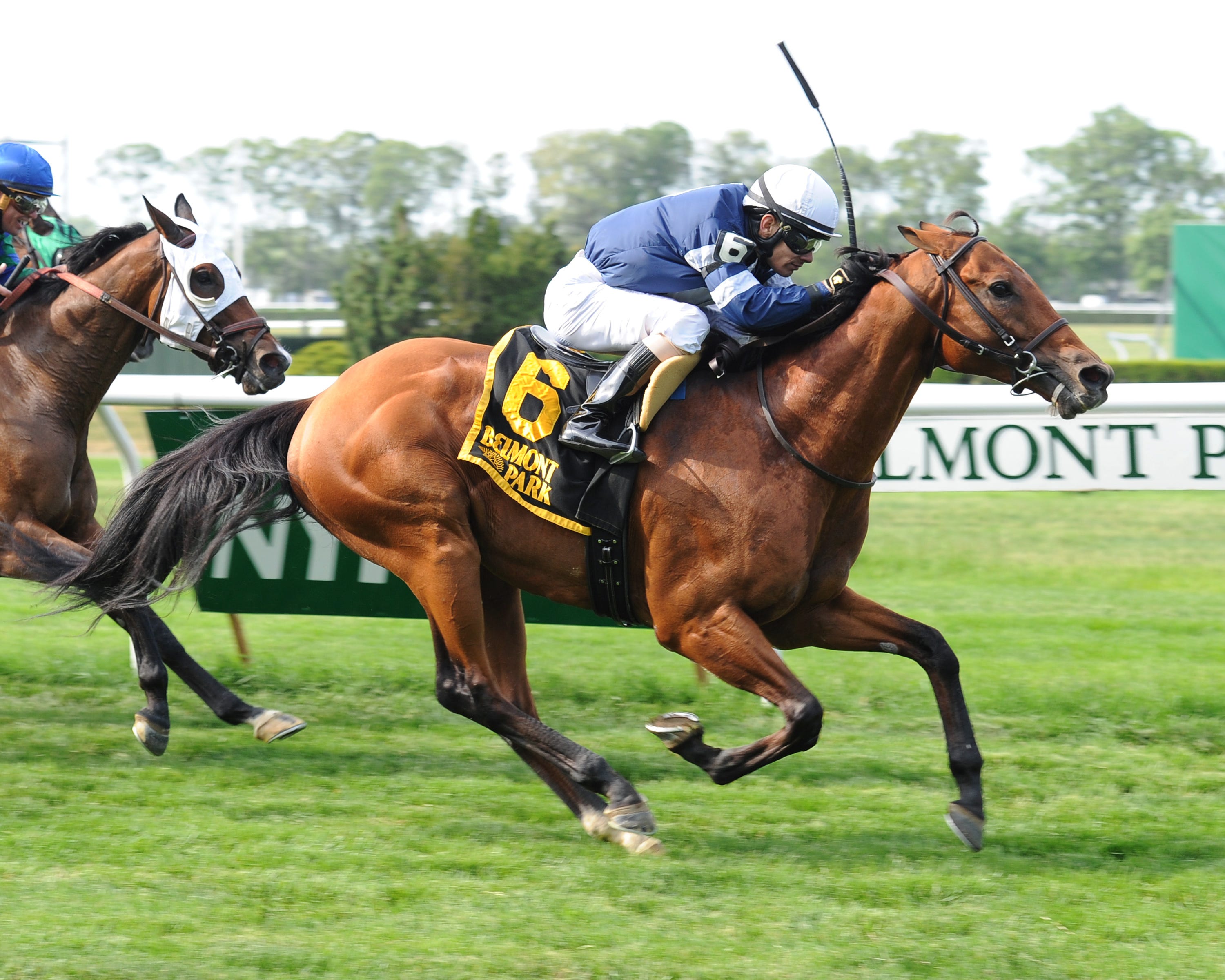 Lubash heads short field in featured turf sprint