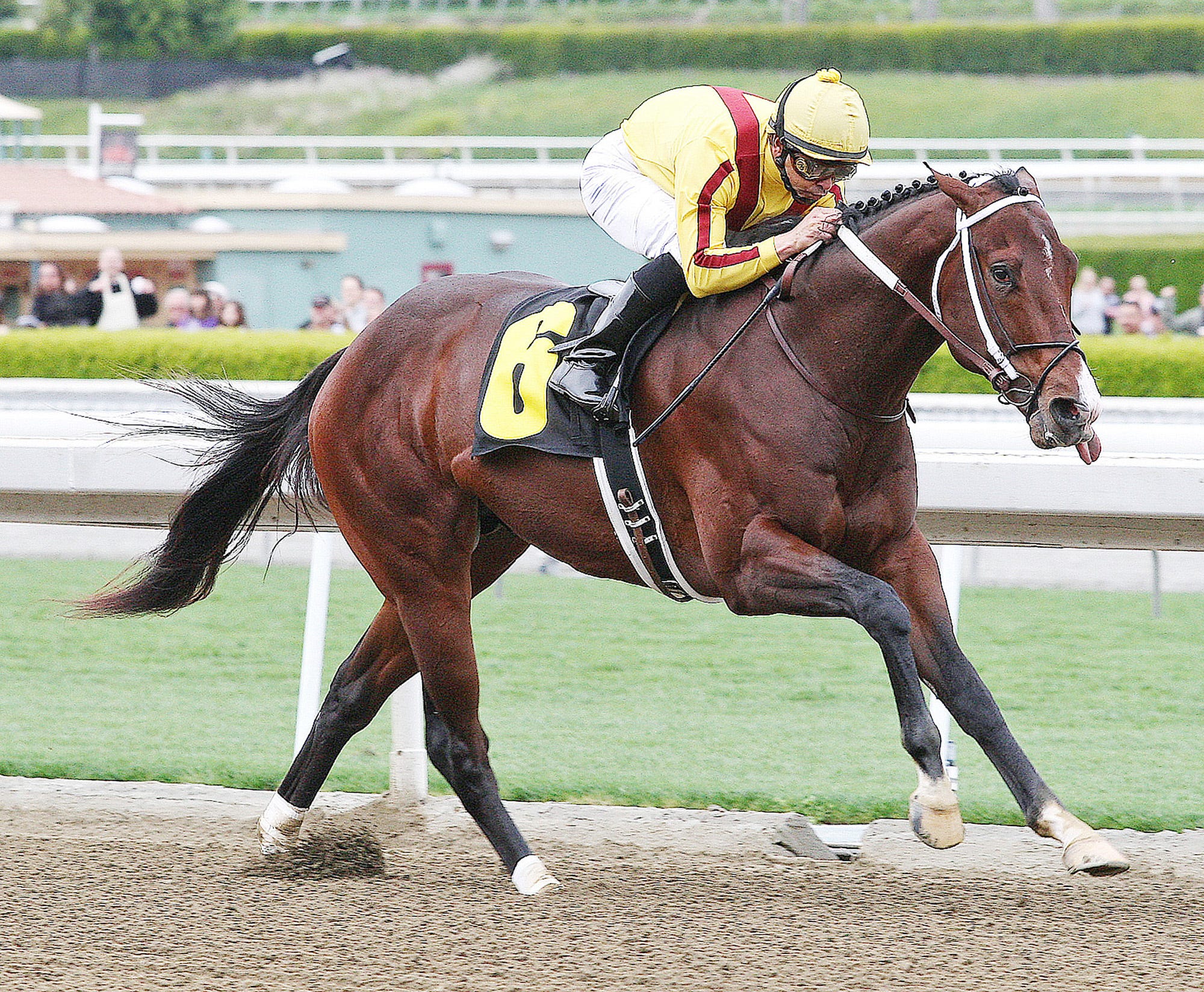 Beyer Performance Standings - Powered by Beyer Speed Figures offers new ...