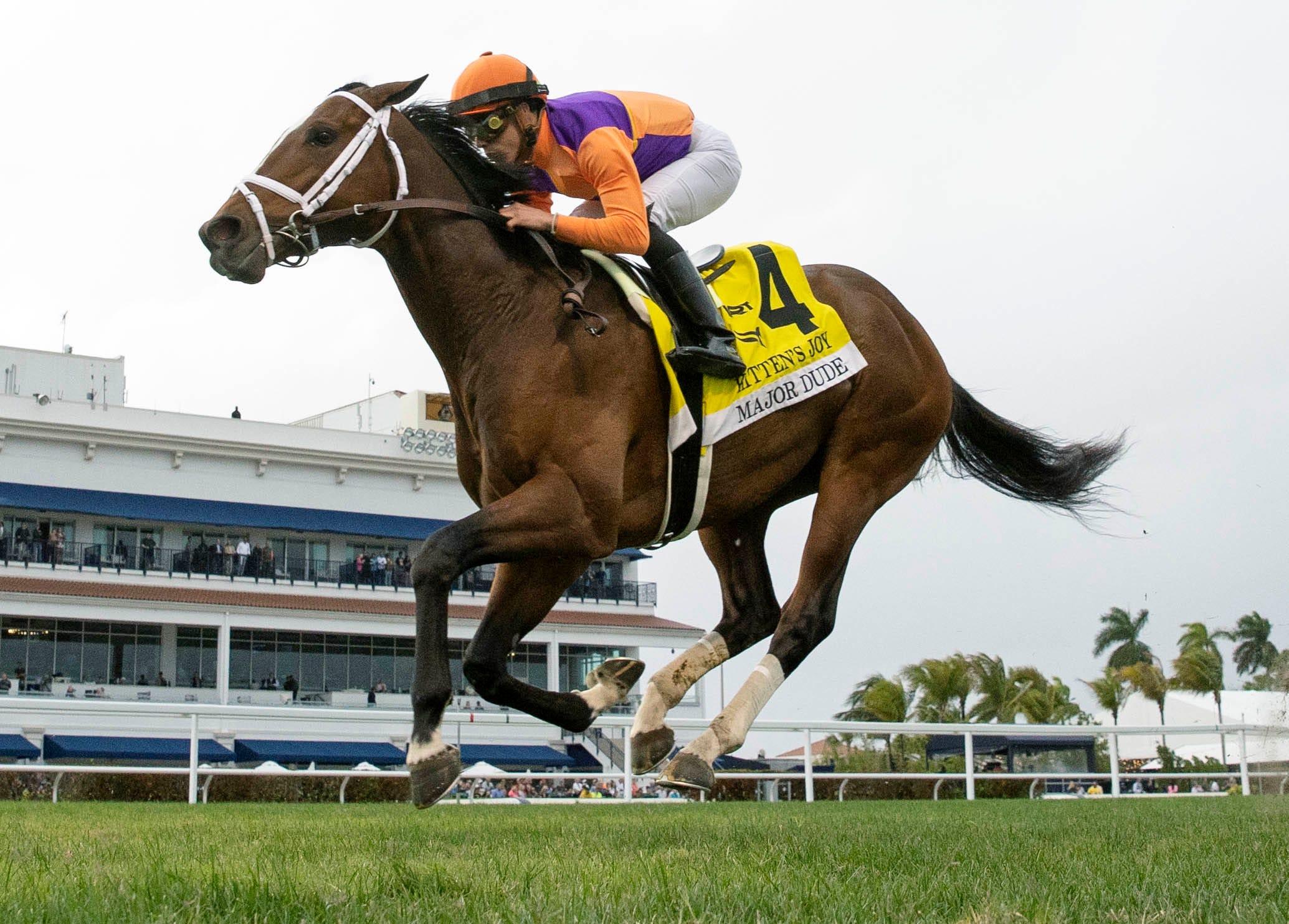 Major Dude solid favorite in 12-horse Jeff Ruby Stakes