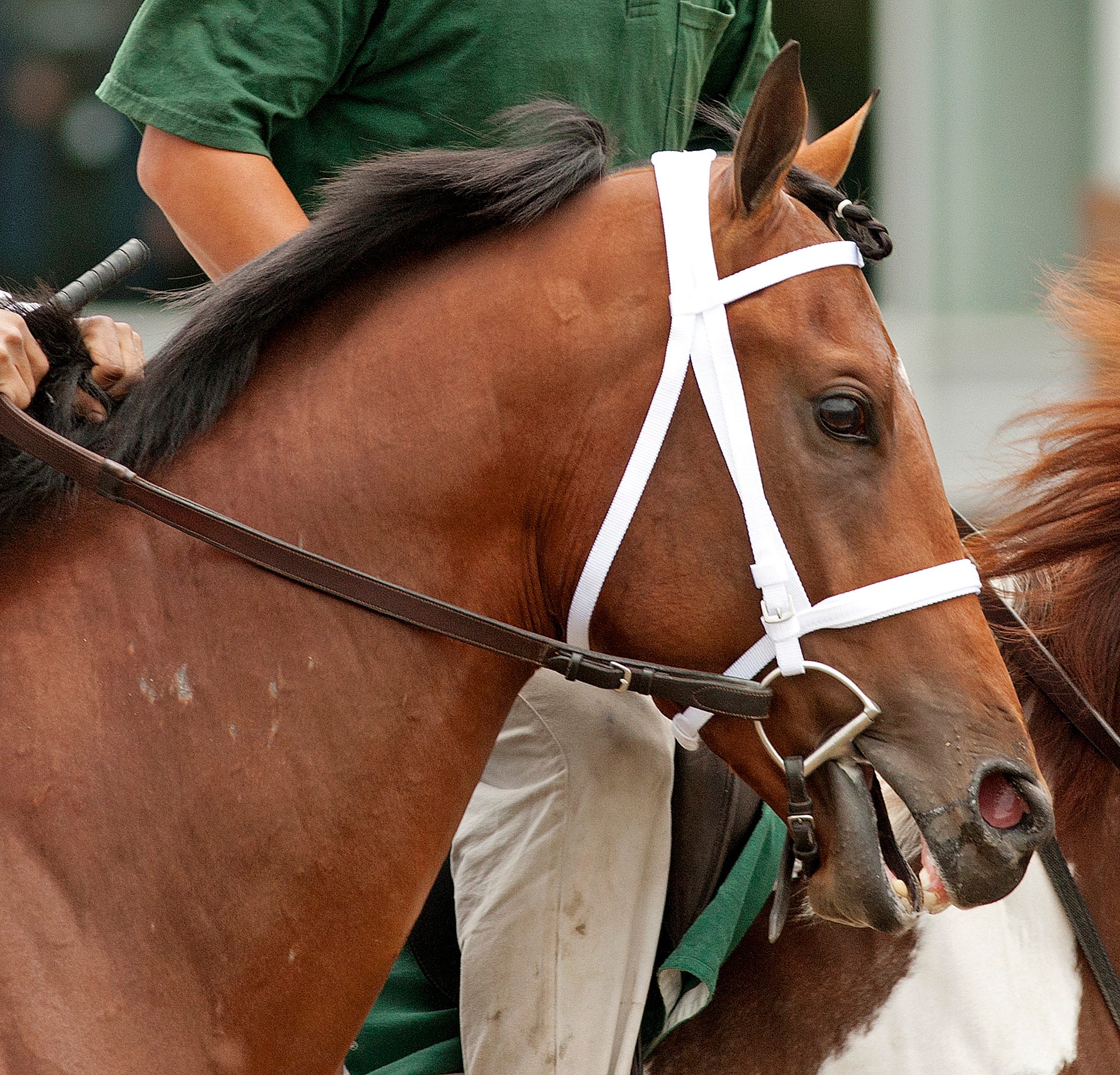 Aqueduct: Main track offers one-turn miles as sign of spring