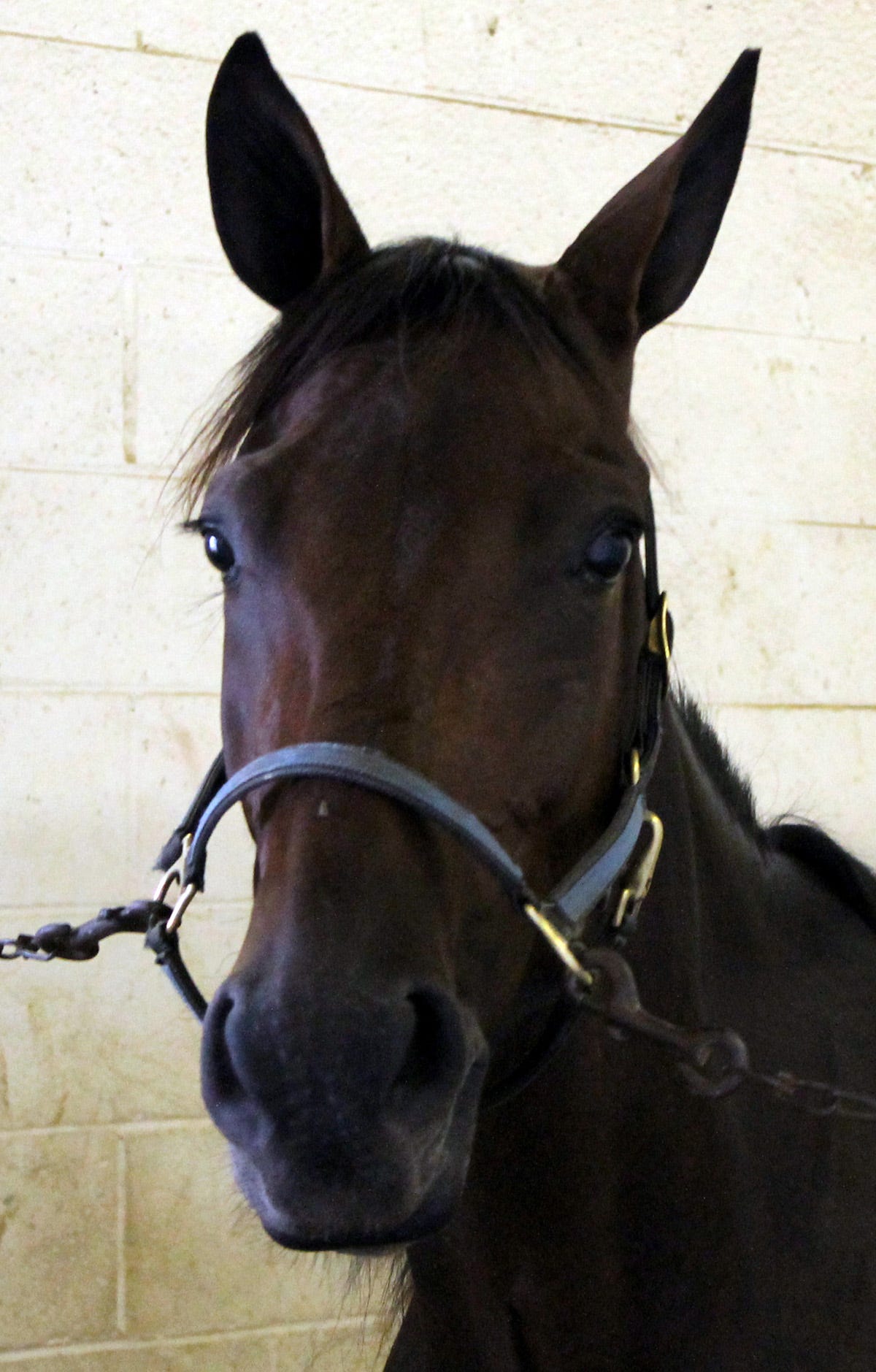 Harness Racing: Dan Patch year-end award winners and finalists announced
