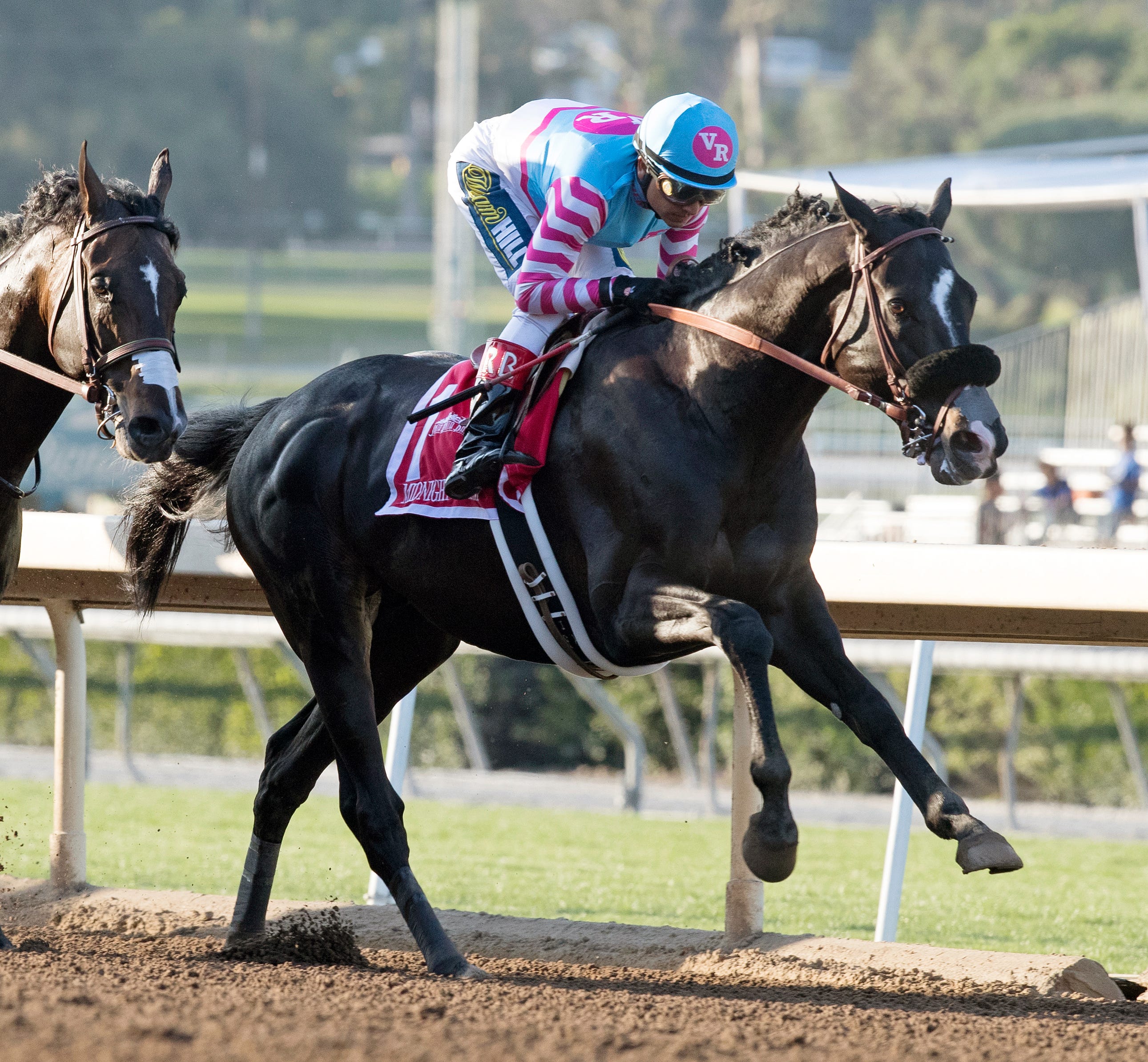 Midnight Storm going back to the turf
