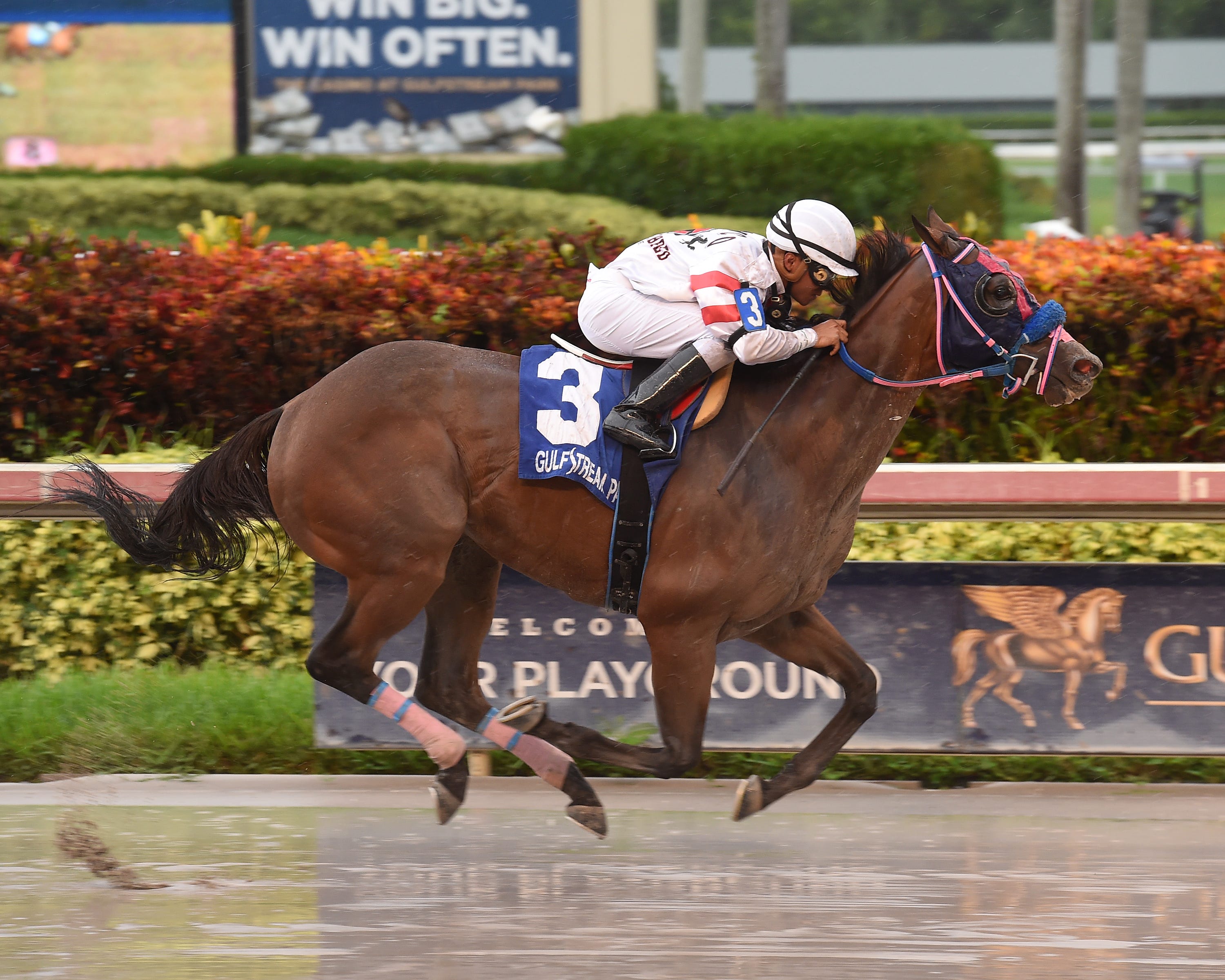 Mo Cash tries a mile in Wildcat Heir Stakes