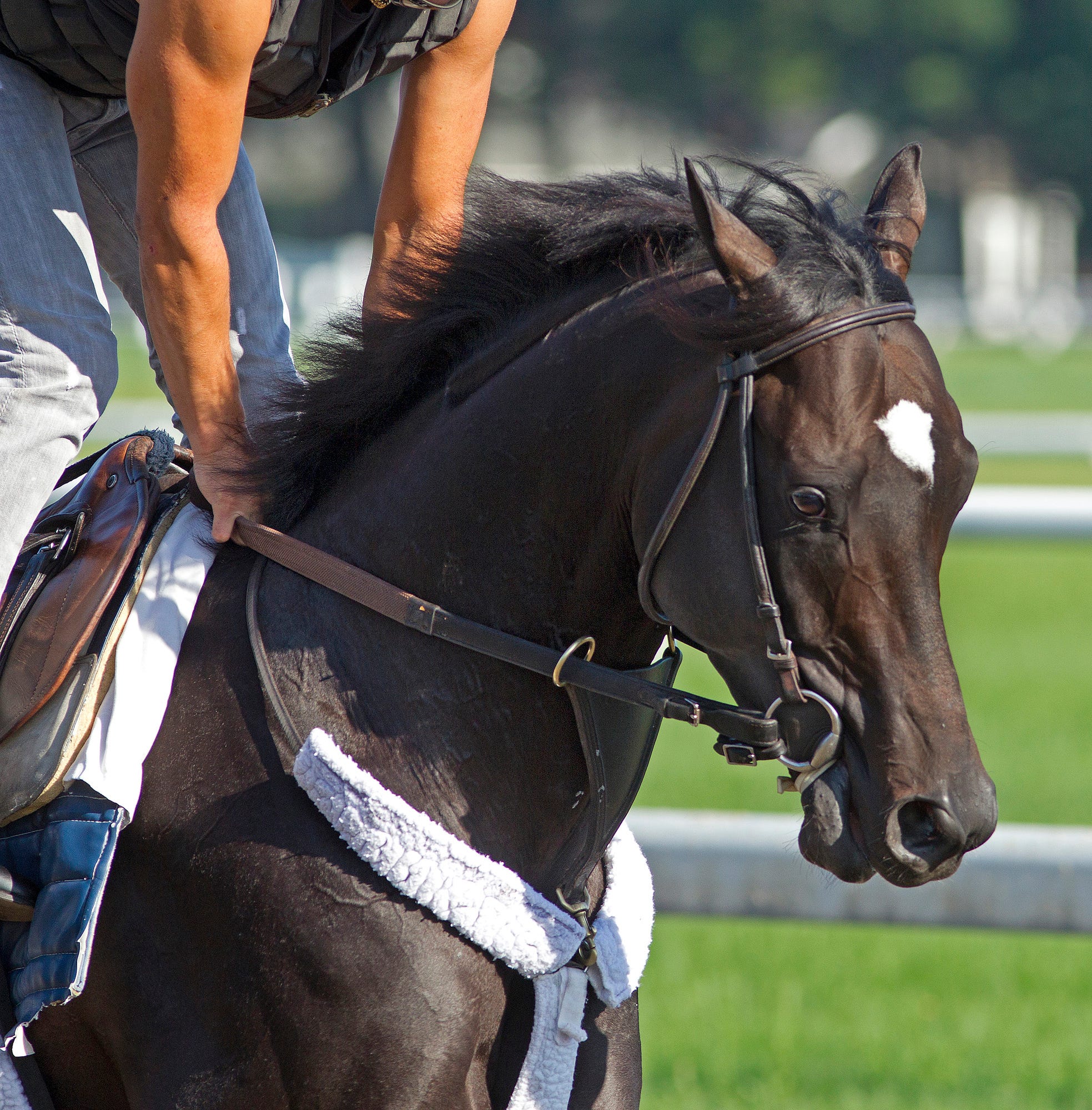 Saratoga: Morning Line to get break, examination