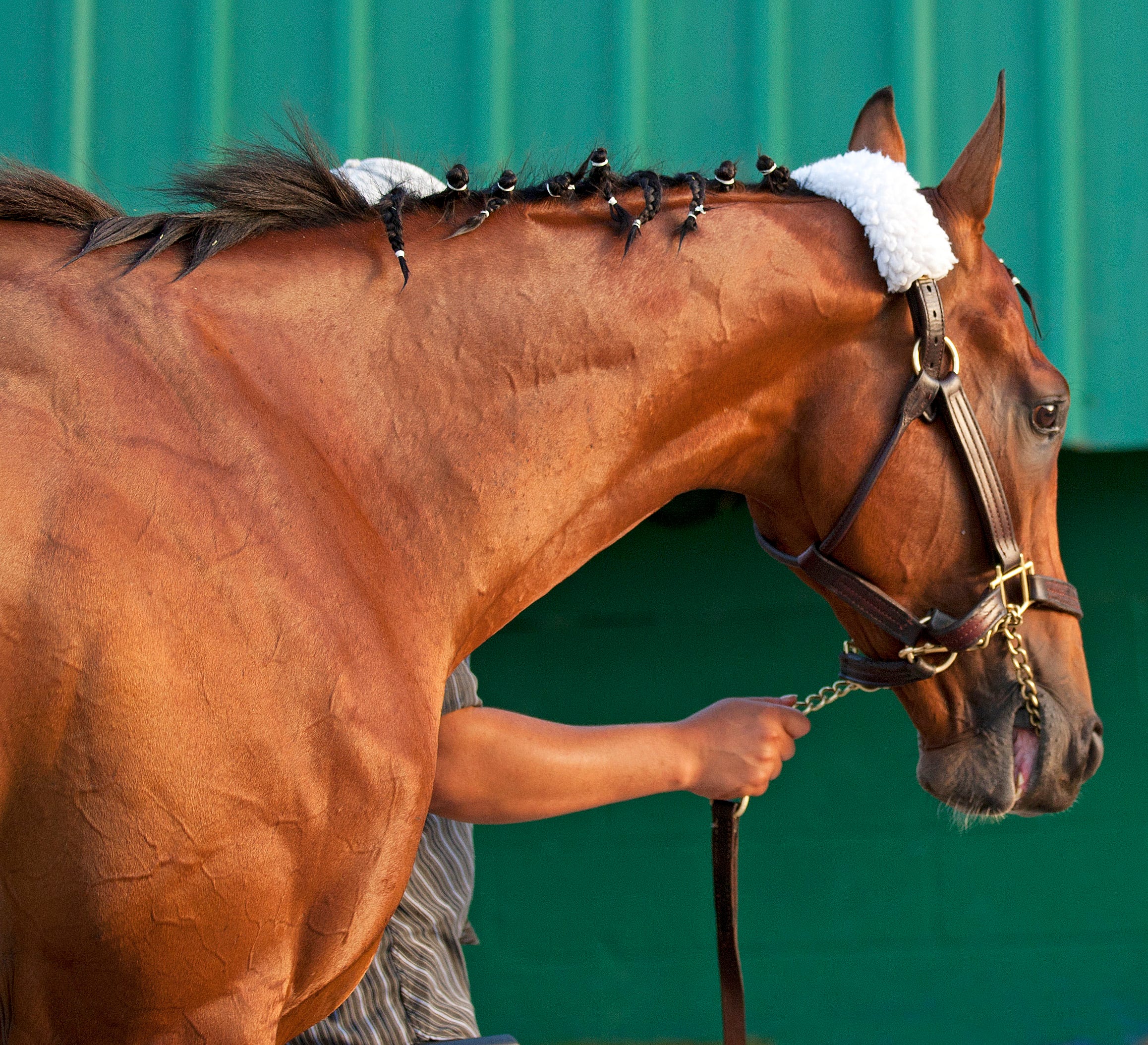 Preakness: Mucho Macho Man impressive in final work