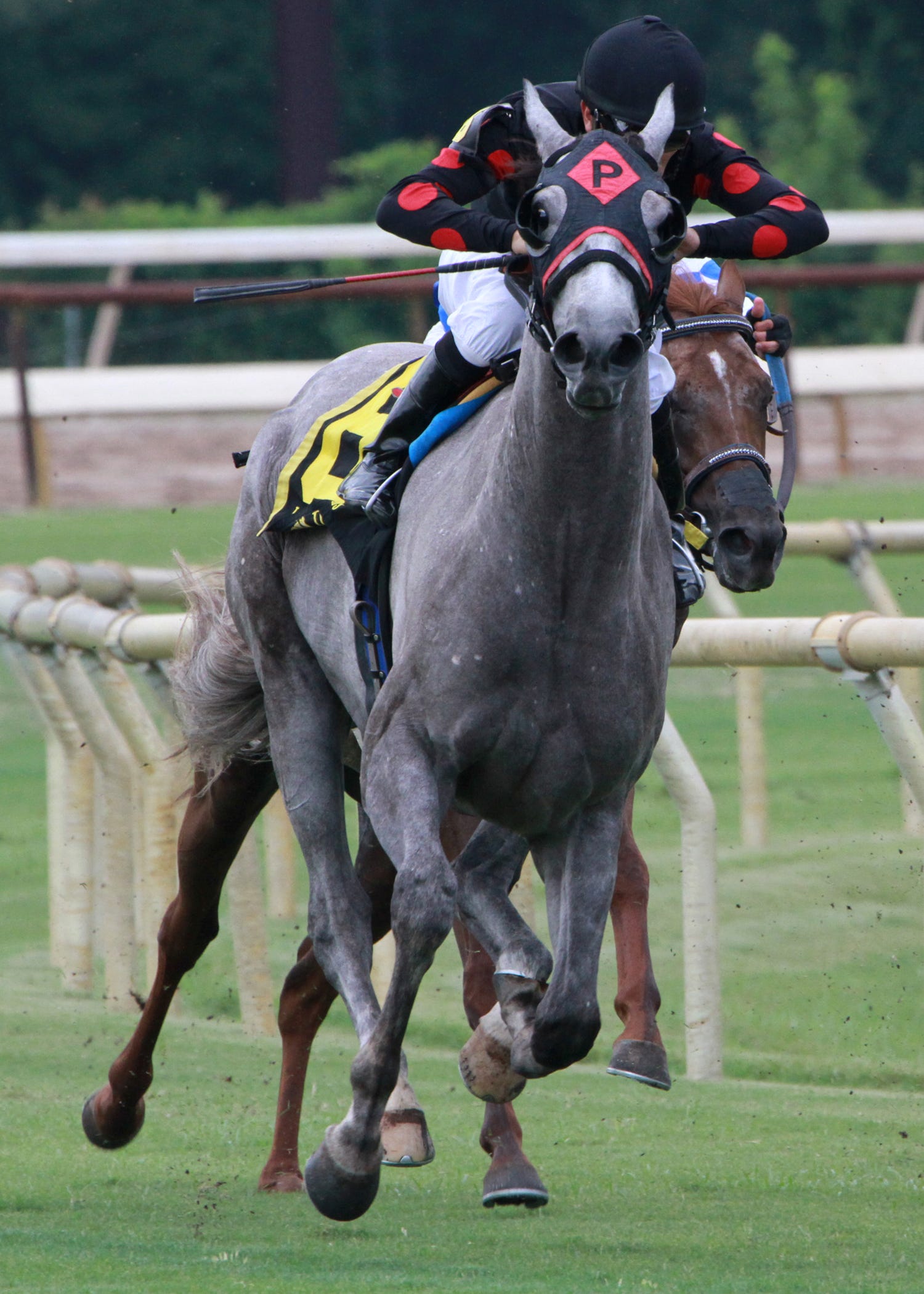 My Point Exactly steps down in class for King Cugat