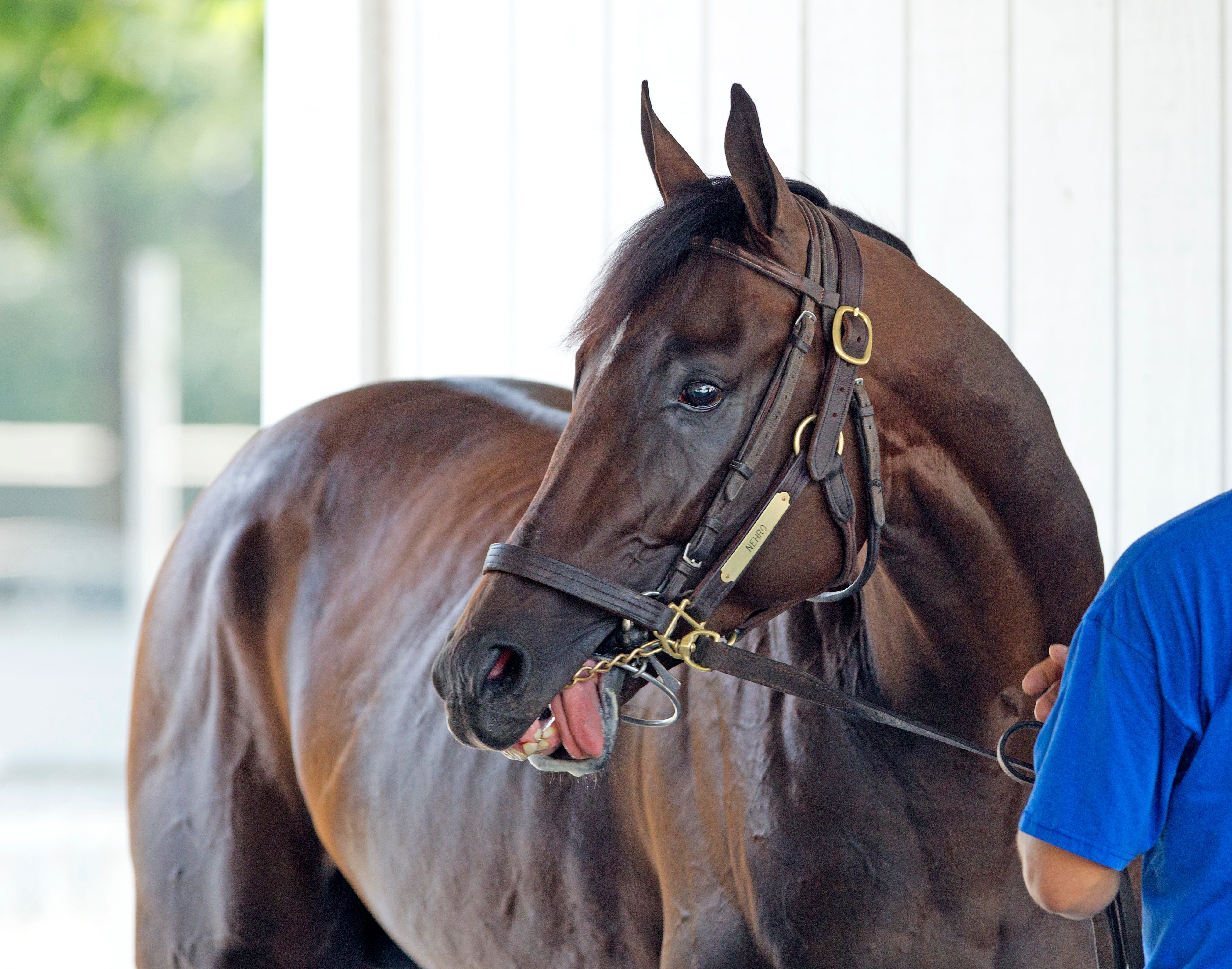 2011 Kentucky Derby runner-up Nehro dies of colic