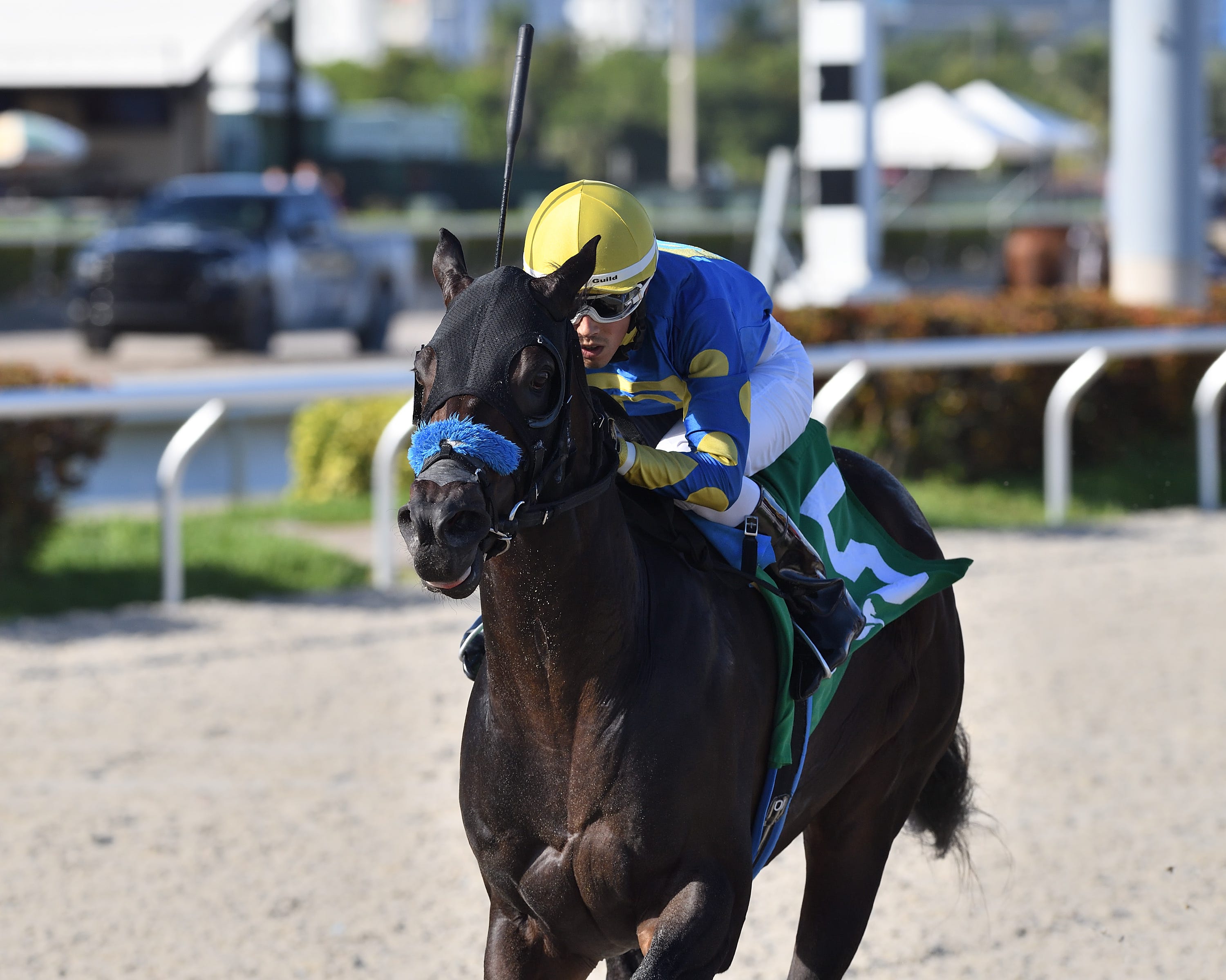 Zayas has big day as Night Jumper takes Showing Up Stakes