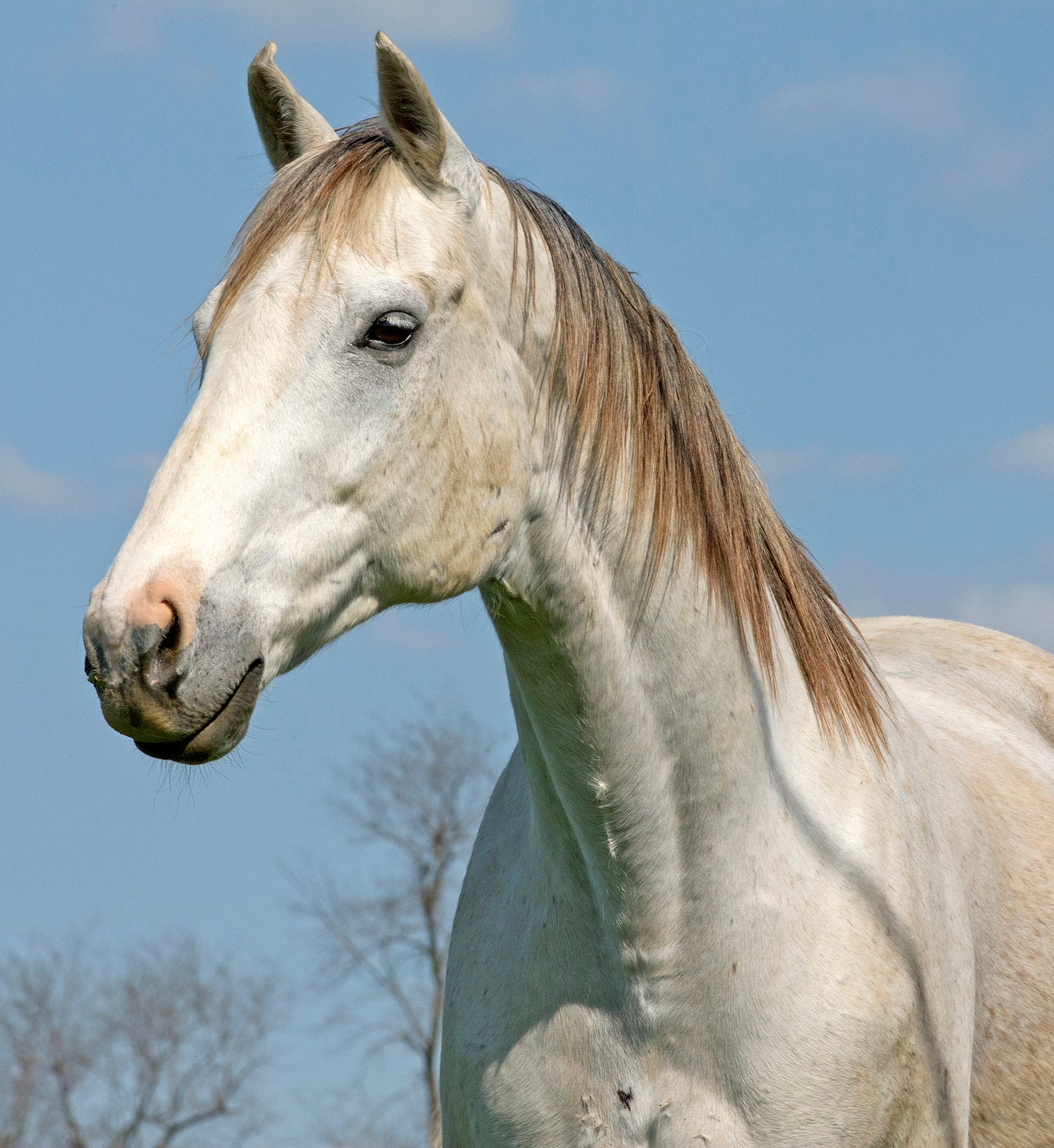 Grade 2 winner Diamond Stripes euthanized