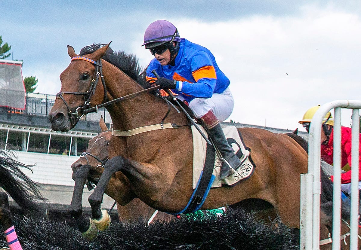 Optimus Prime impresses in New York Turf Writers Cup