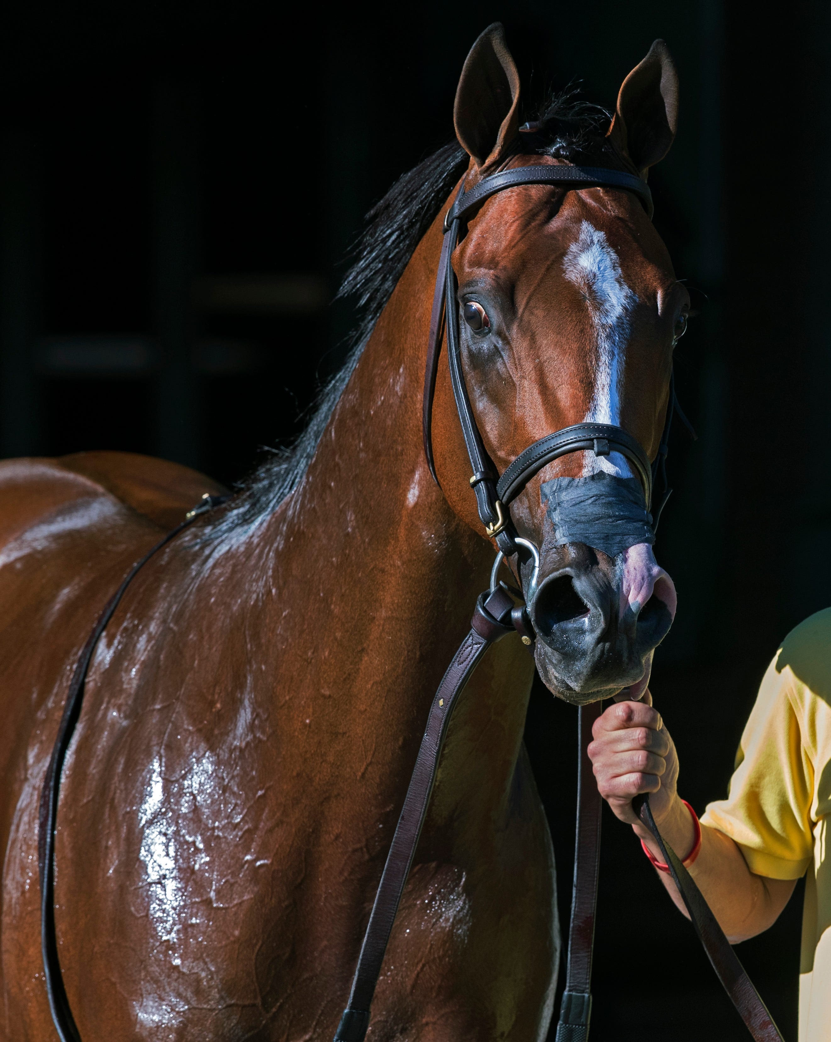 Oscar Performance works easy half-mile for Joe Hirsch Turf Classic