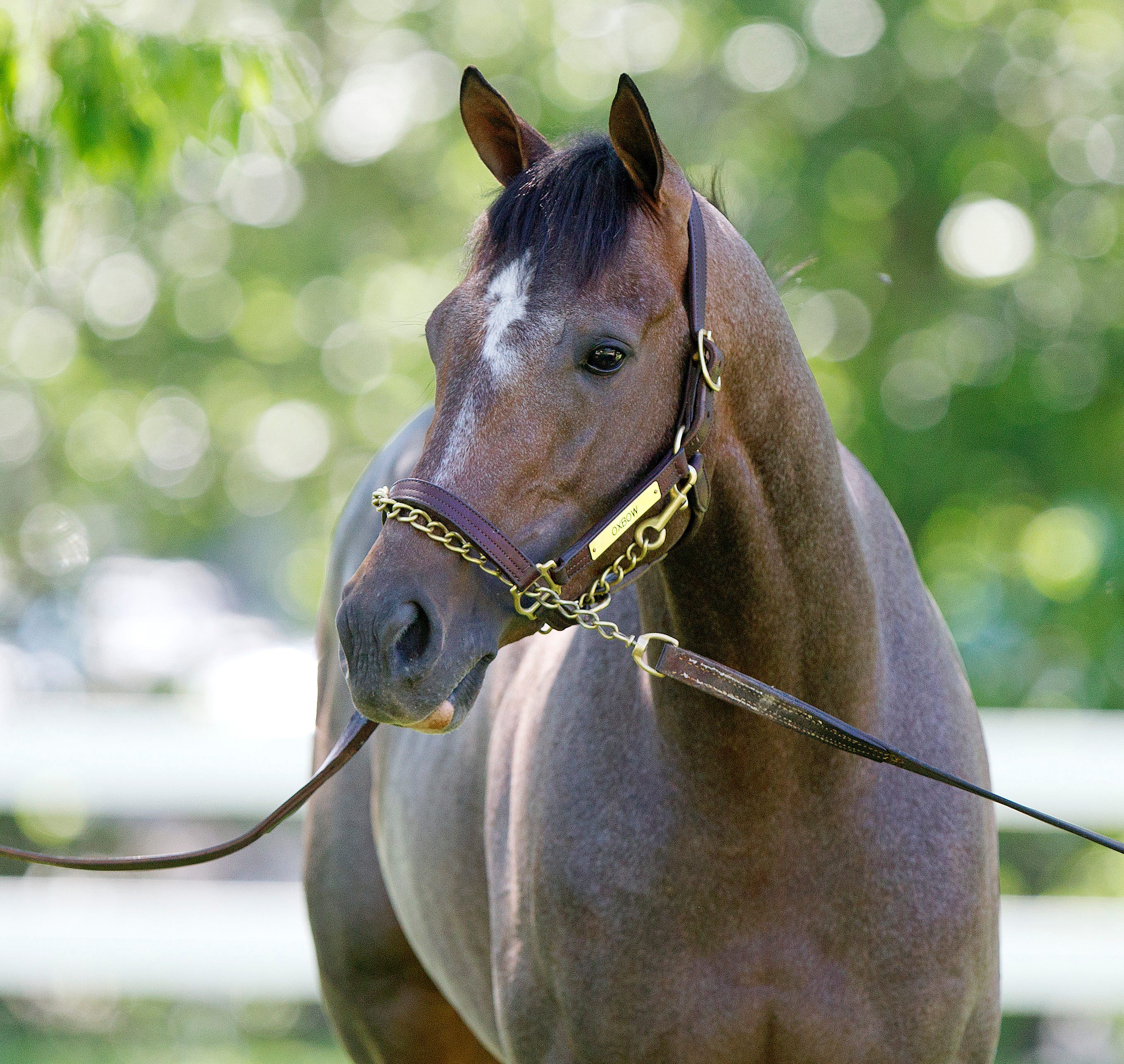 Oxbow will not race again in 2013