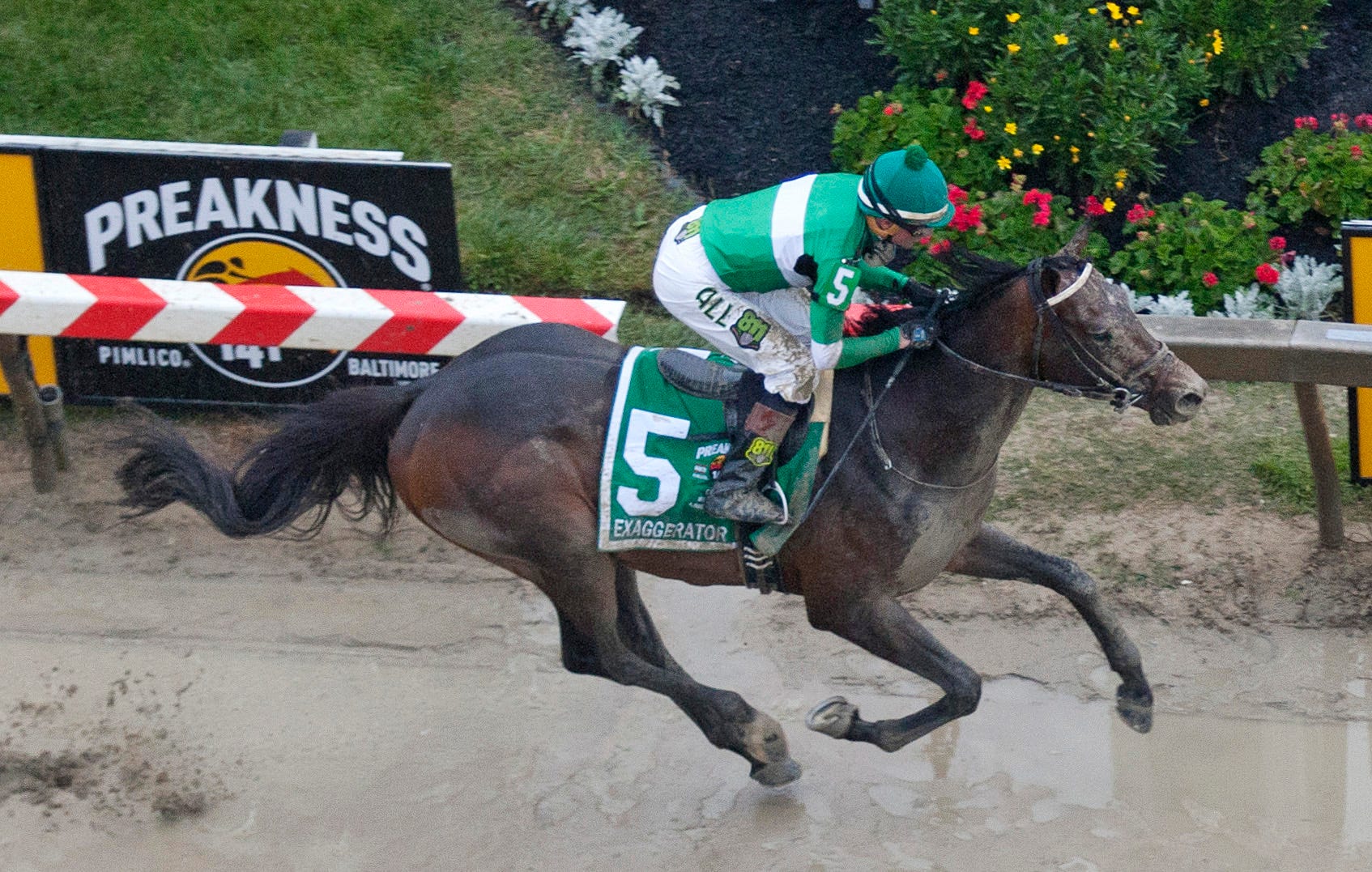 Exaggerator's first crop ready to hit the track