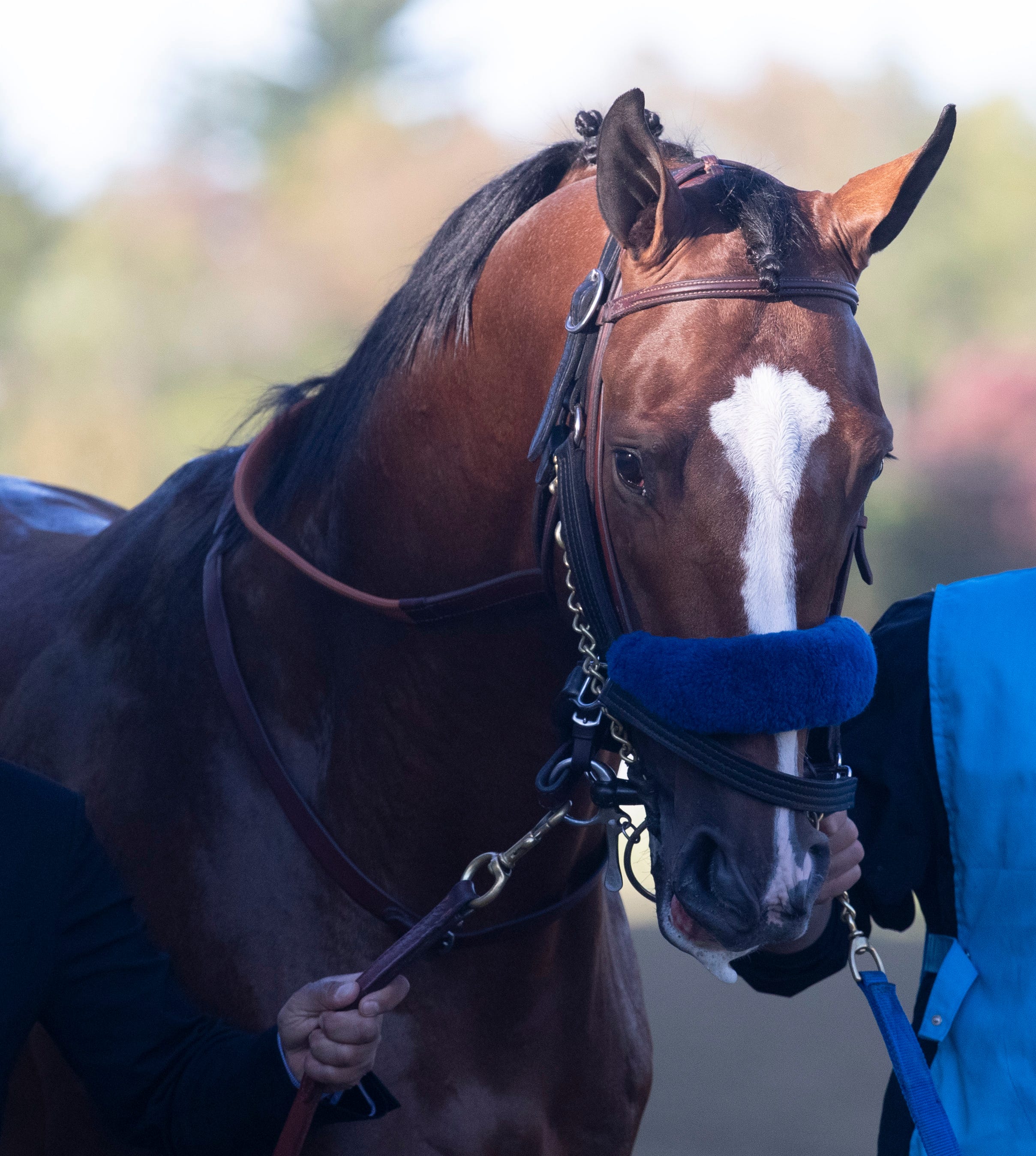 Authentic continues first-crop success at Keeneland November sale