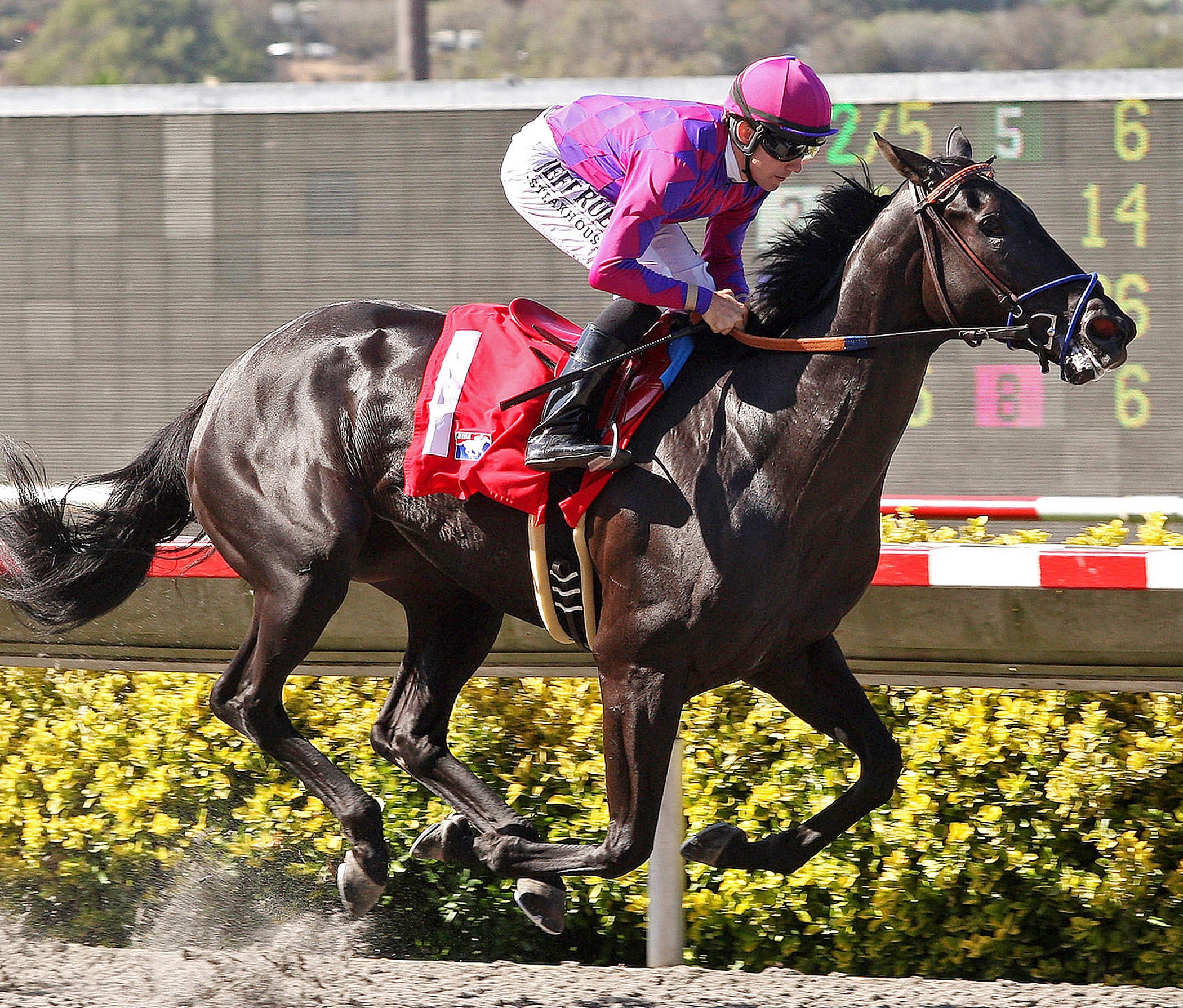 Hollywood Park: Potesta suffers condylar fracture during workout