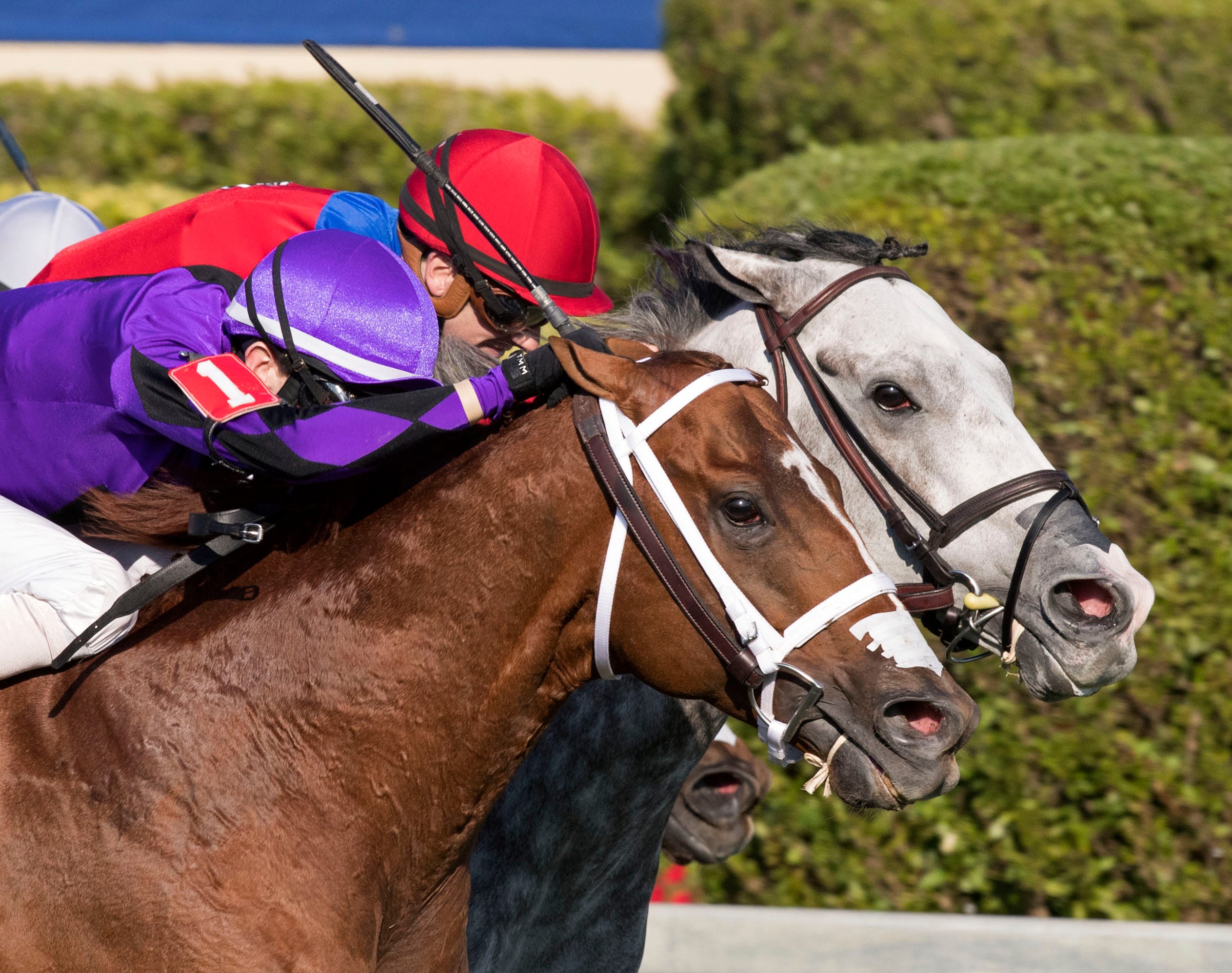 Rainbow Heir heads full field for Wolf Hill Stakes