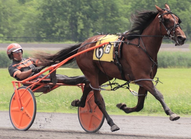 Harness: Team Miller posts four winners at Gaitway