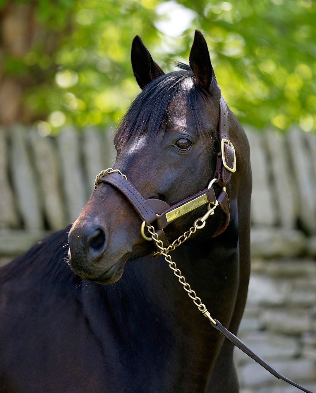 With Protonico as his sire, Kentucky Derby winner Medina Spirit has ...