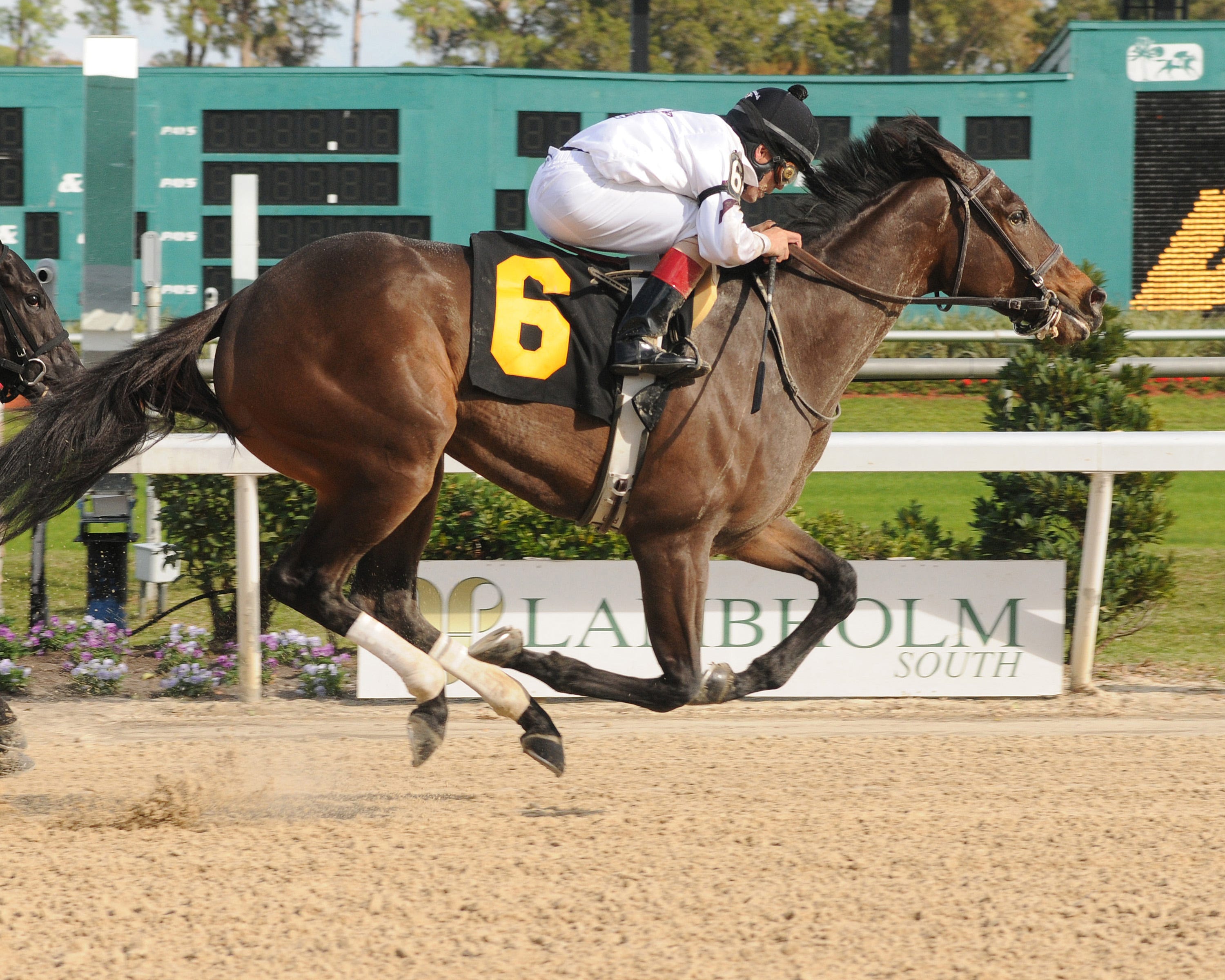 Gulfstream Park: Purple Egg recovering from illness
