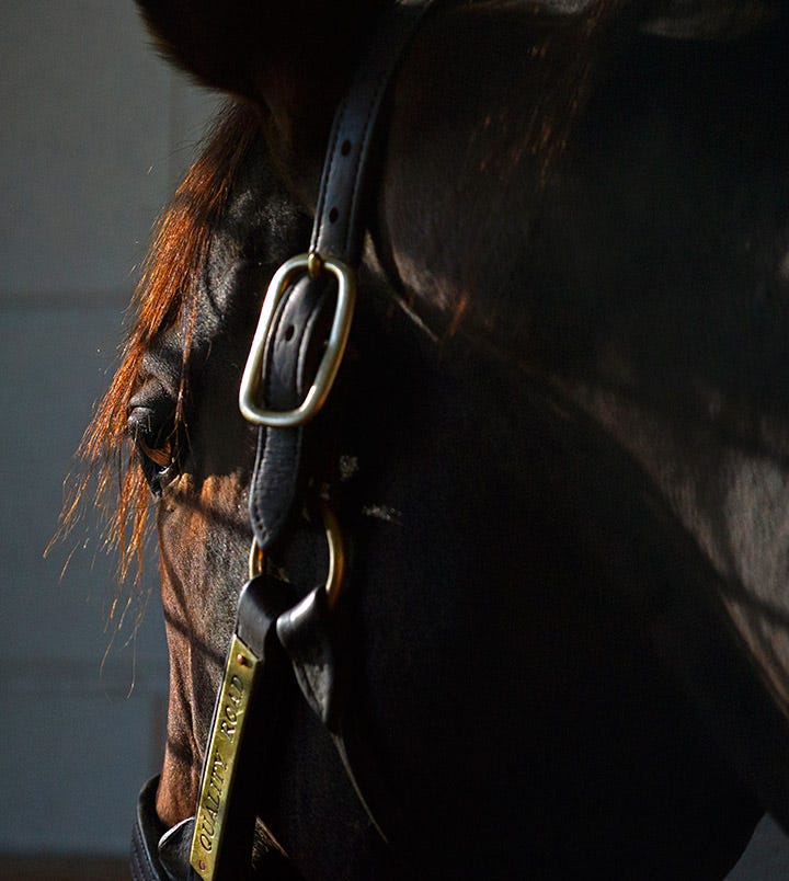 Pletcher's racetrack stalwarts often convert into top stallions