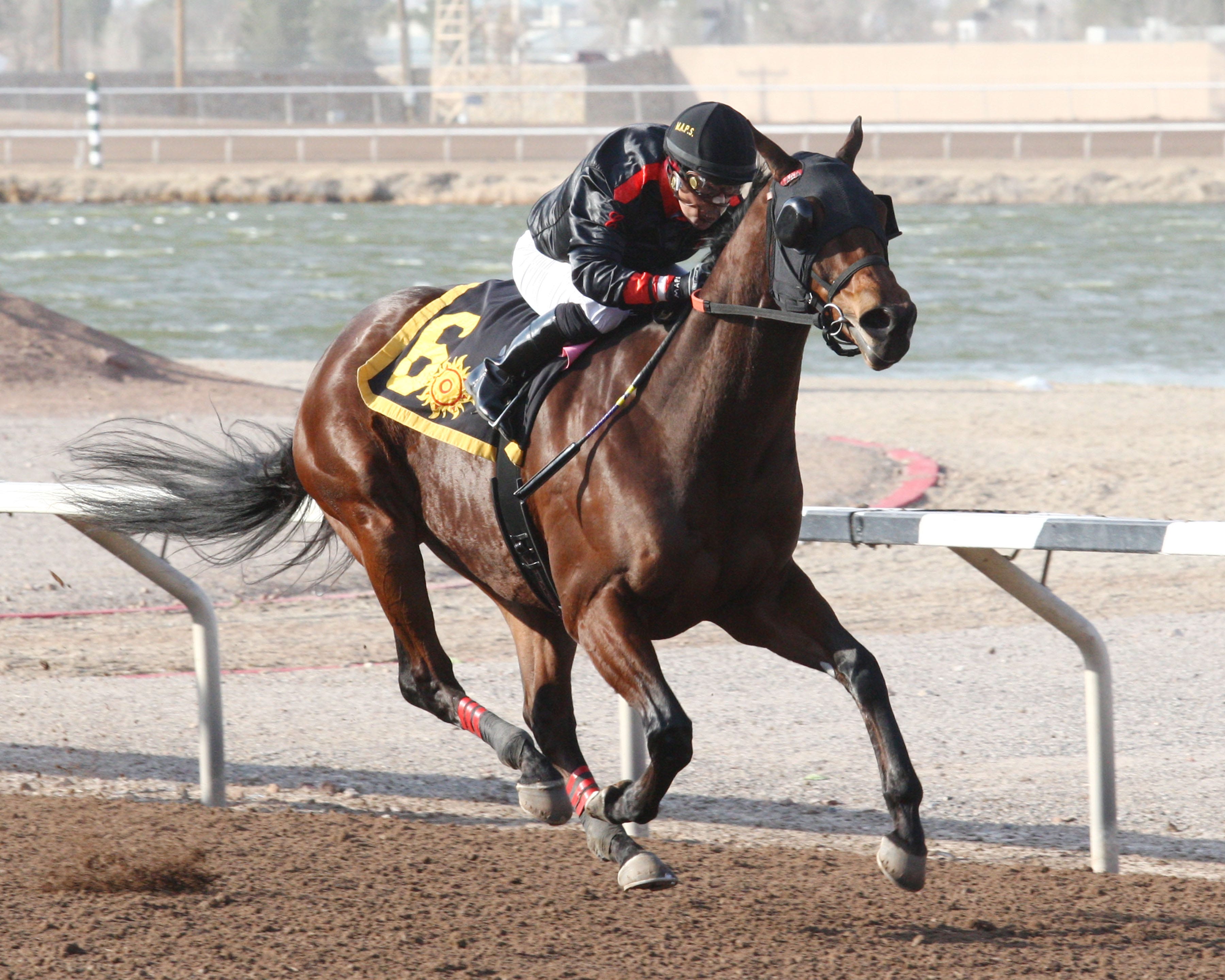 Redneck Humor wins Budweiser Handicap in track-record time