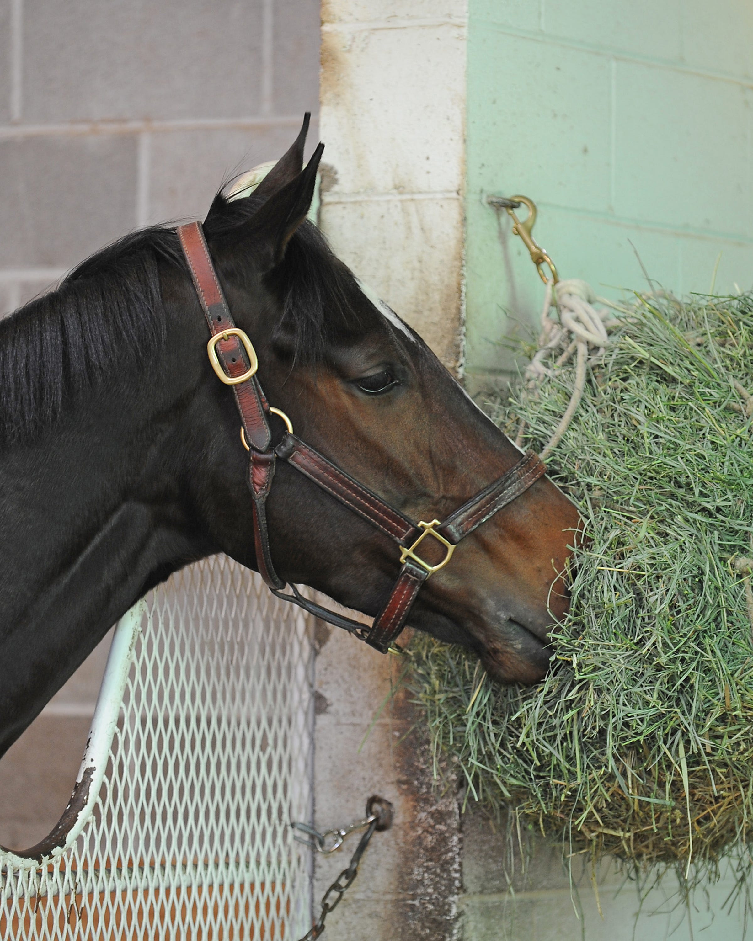 Rachel Alexandra bred to Curlin