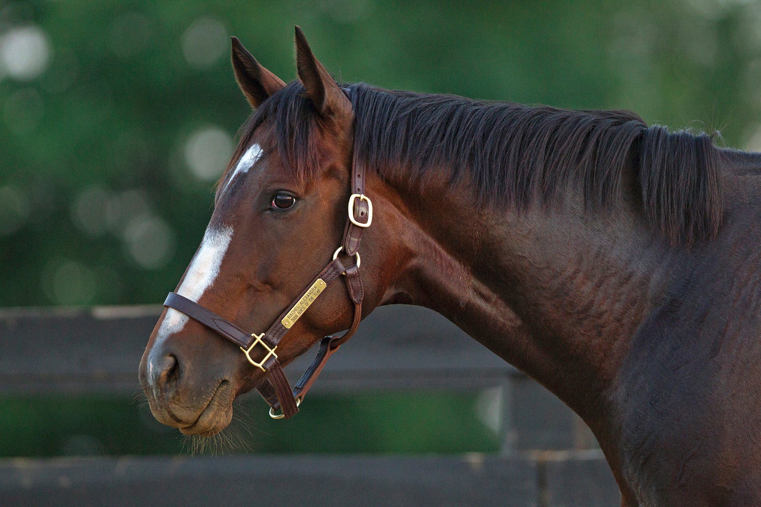Rachel Alexandra returns home to Stonestreet