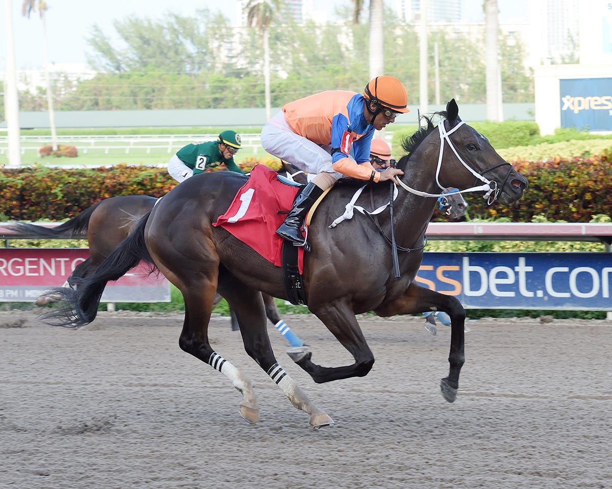 Razorback Lady trying to pick up where she left off