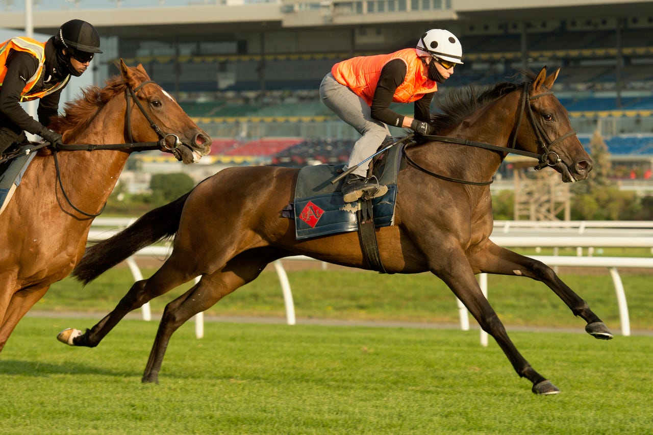 Attfield, Wilson looking for third Natalma together with Ready Lady