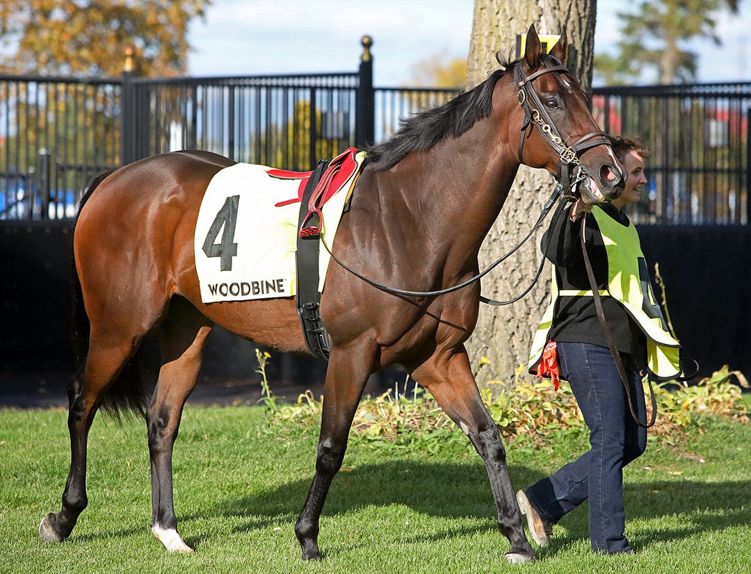 Reconfigure brings sharp recent form to starter handicap