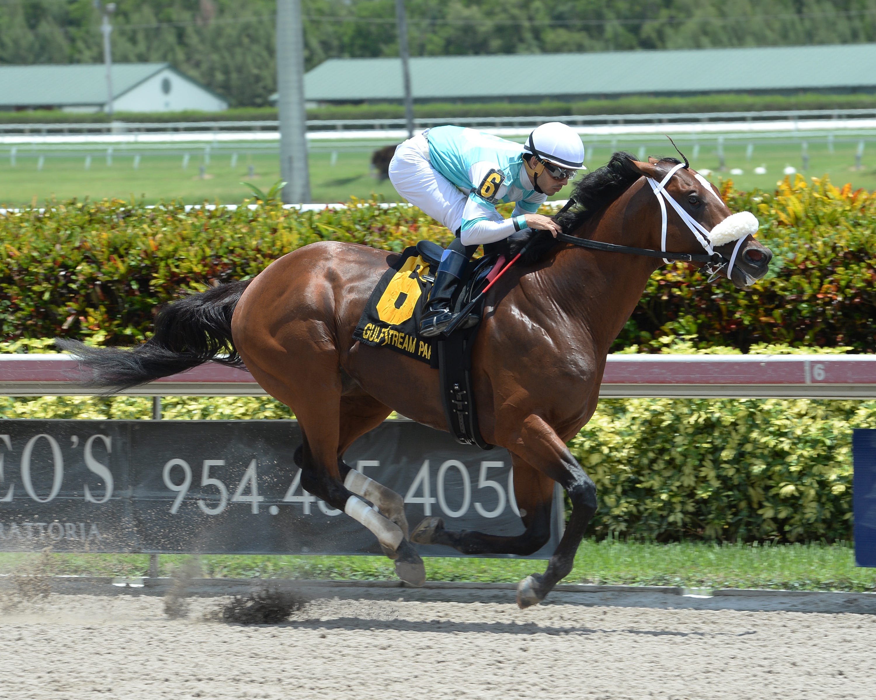 Long-absent Requite returns in Opening Lead