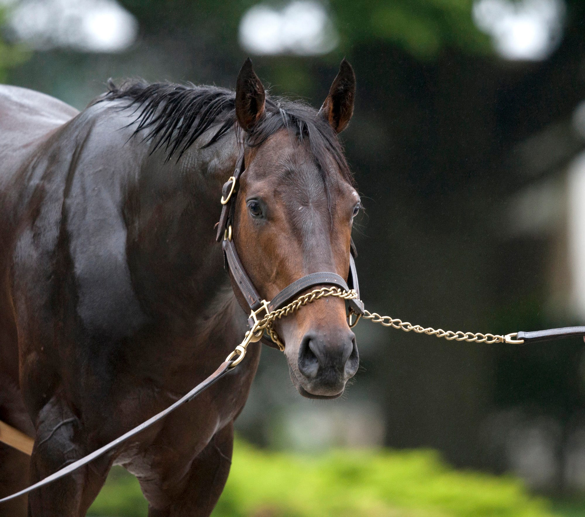 Pair of Curlin's sons among incoming Florida sires