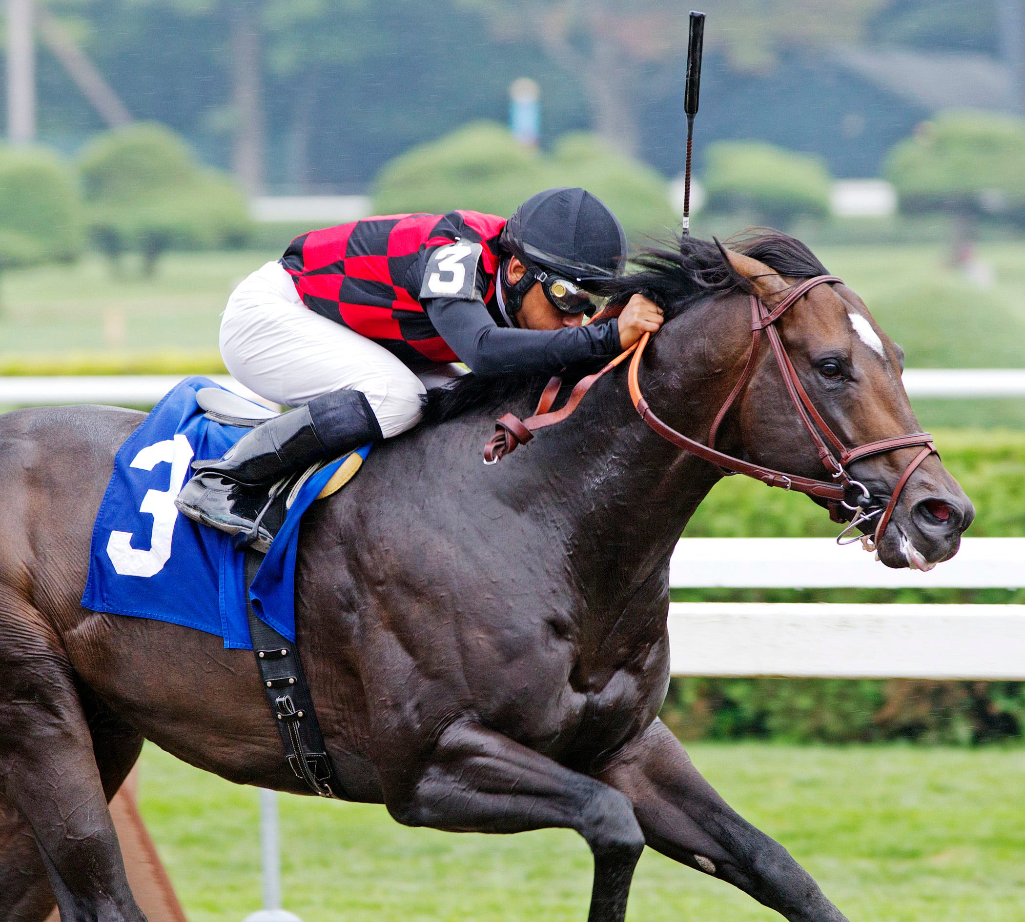 River Rocks staying home for Bold Ruler