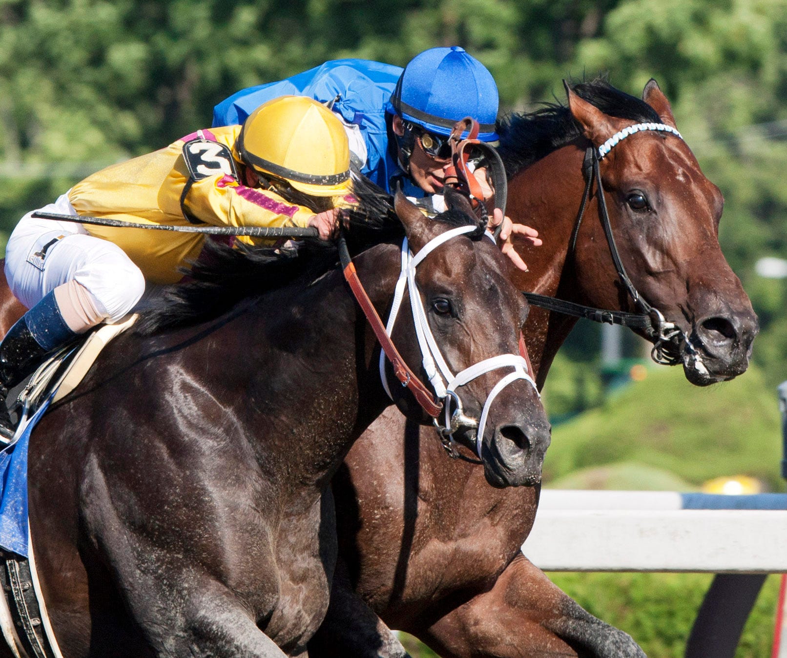 Grade 1 winner Rock Fall euthanized due to injury