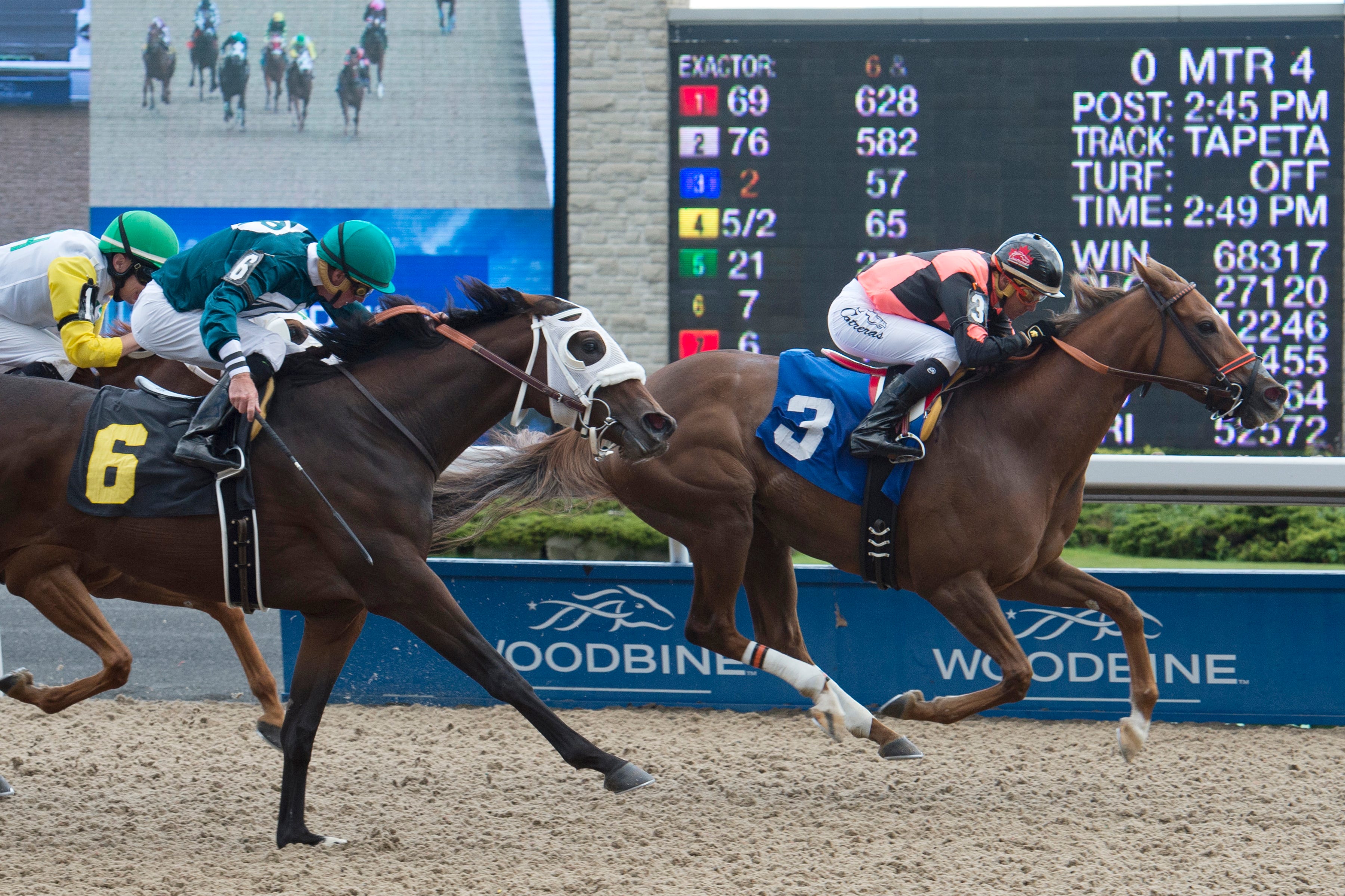 Turf or Tapeta – doesn't matter to Roxy Red