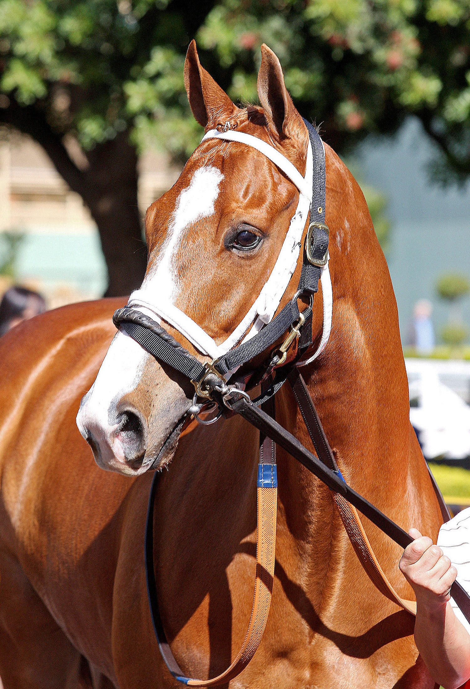 Royal F J finds his way back home