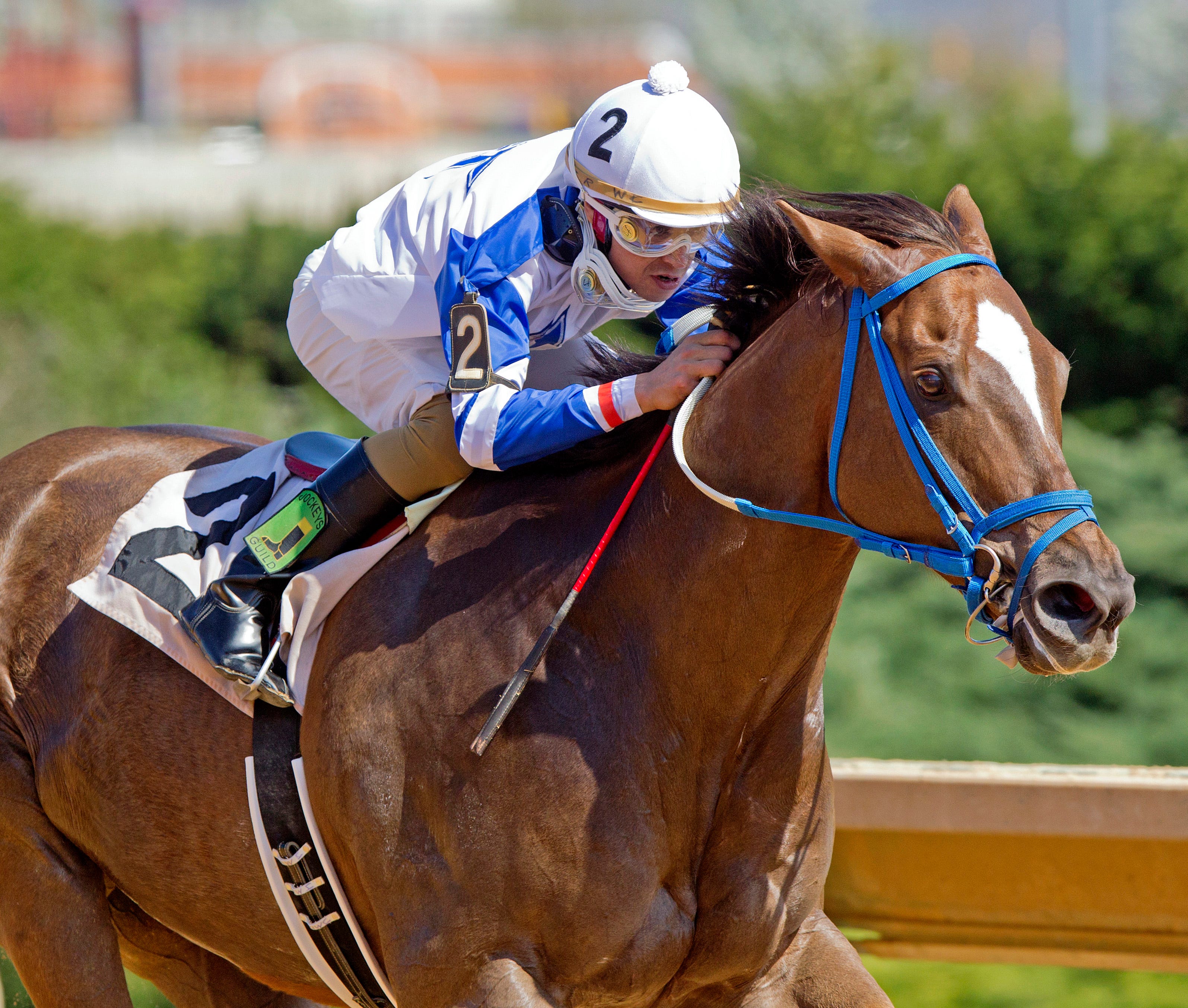 Multi-millionaire Russell Road dies of colic at age 12