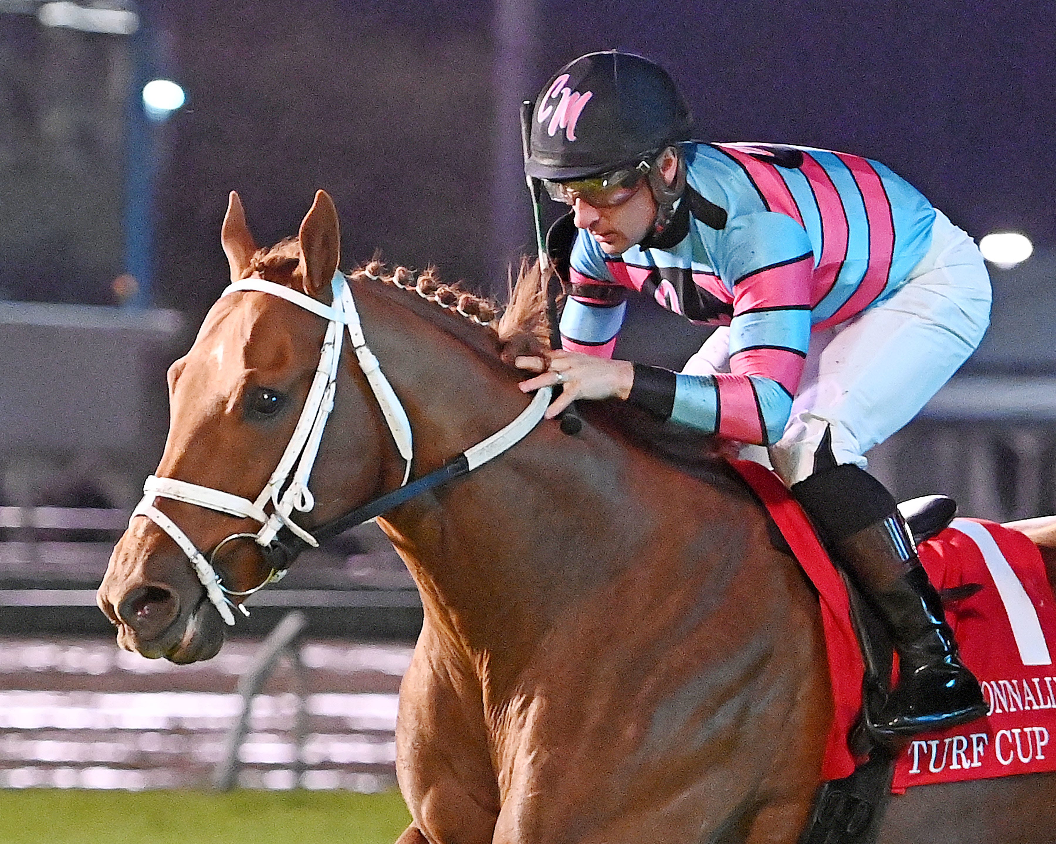 Scarlet Fusion eyes Gulfstream turf marathons after Connally Turf Cup win