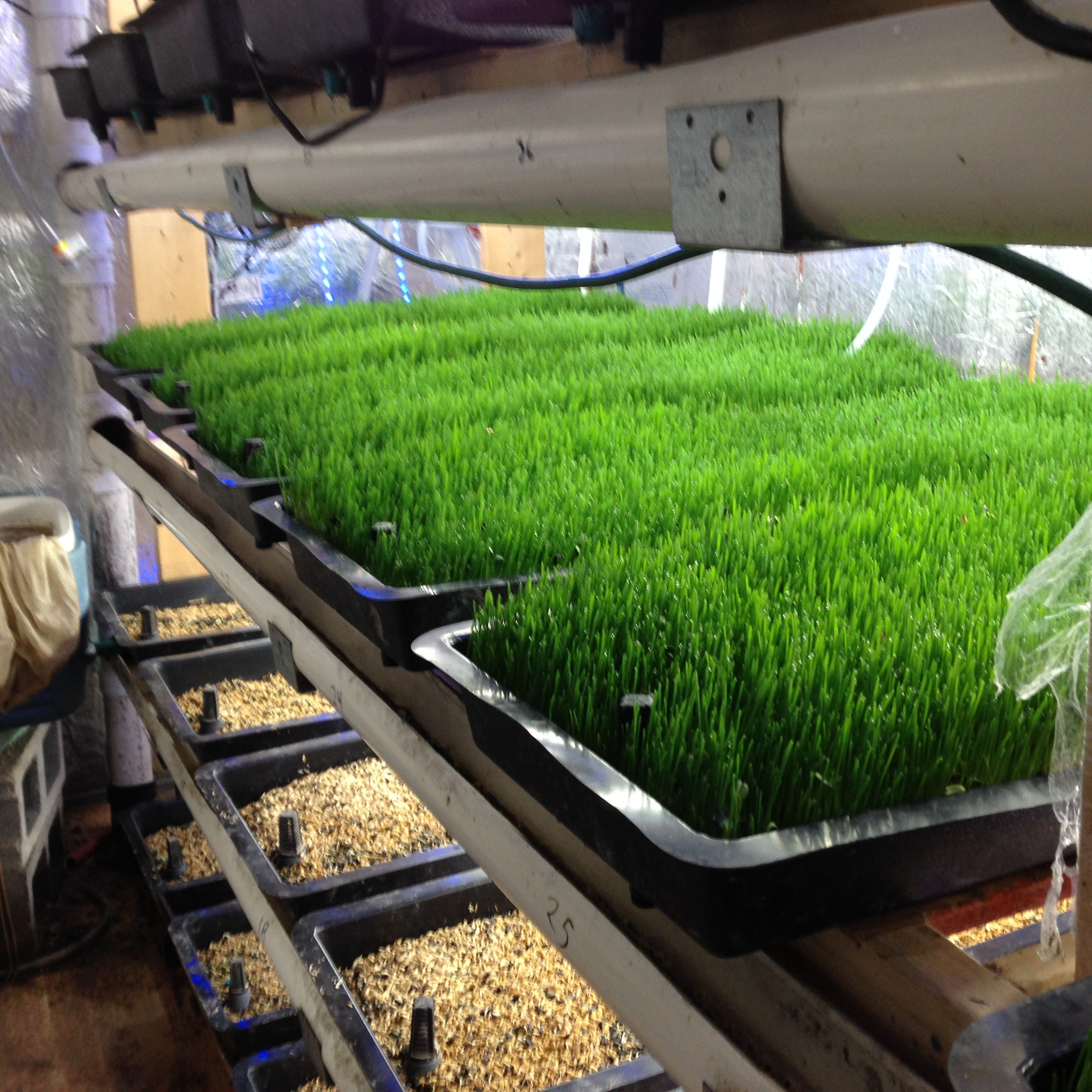Schoenthal seeing benefits from producing his own feed