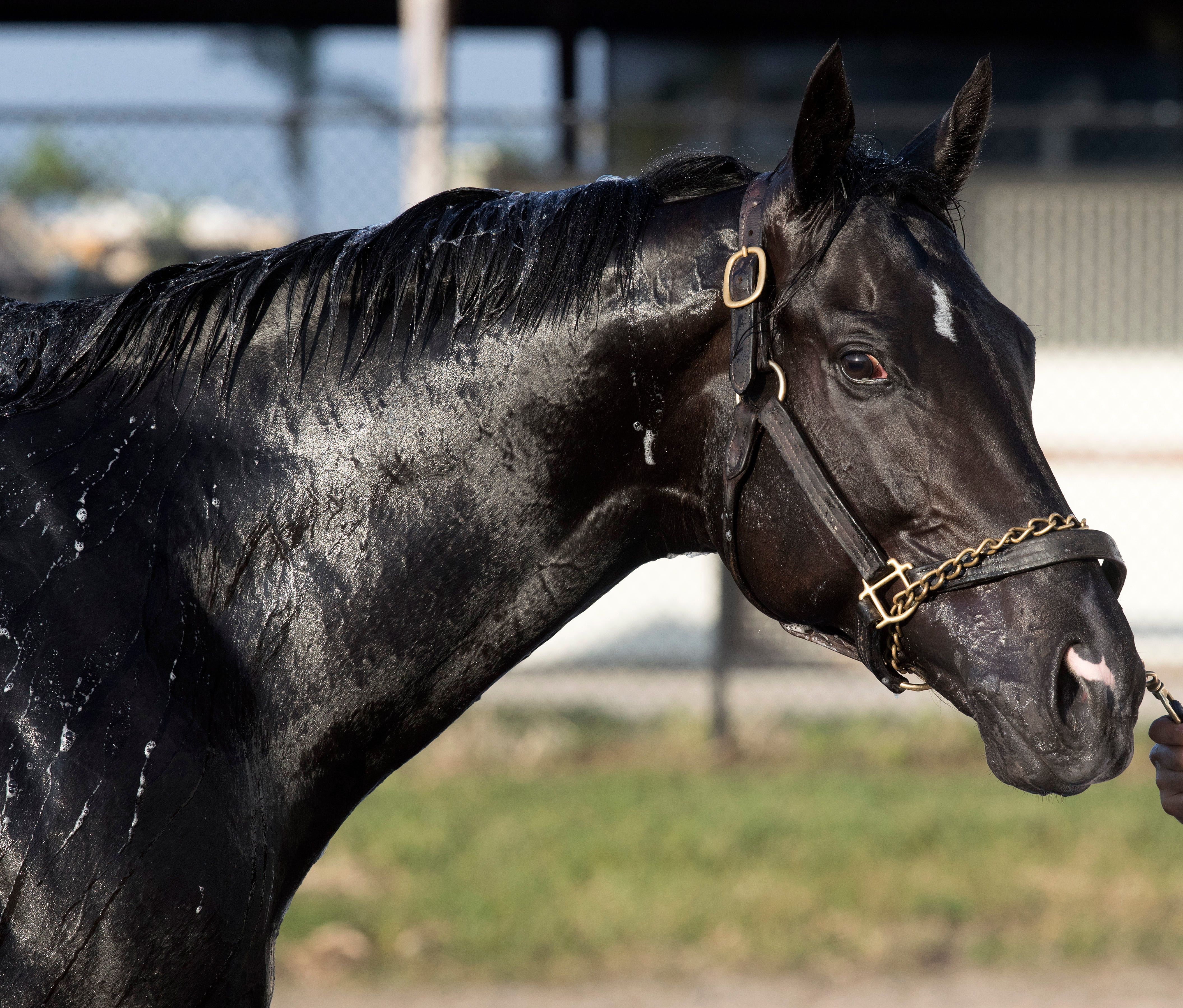 Sire Sharp Azteca has two same-day stakes winners