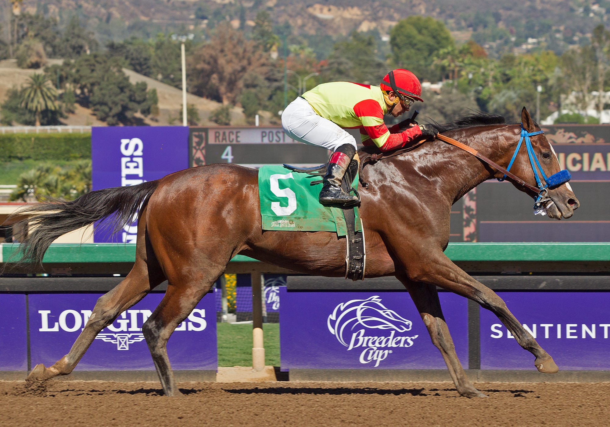 Silent Bird puts sore shins behind, wins Damascus