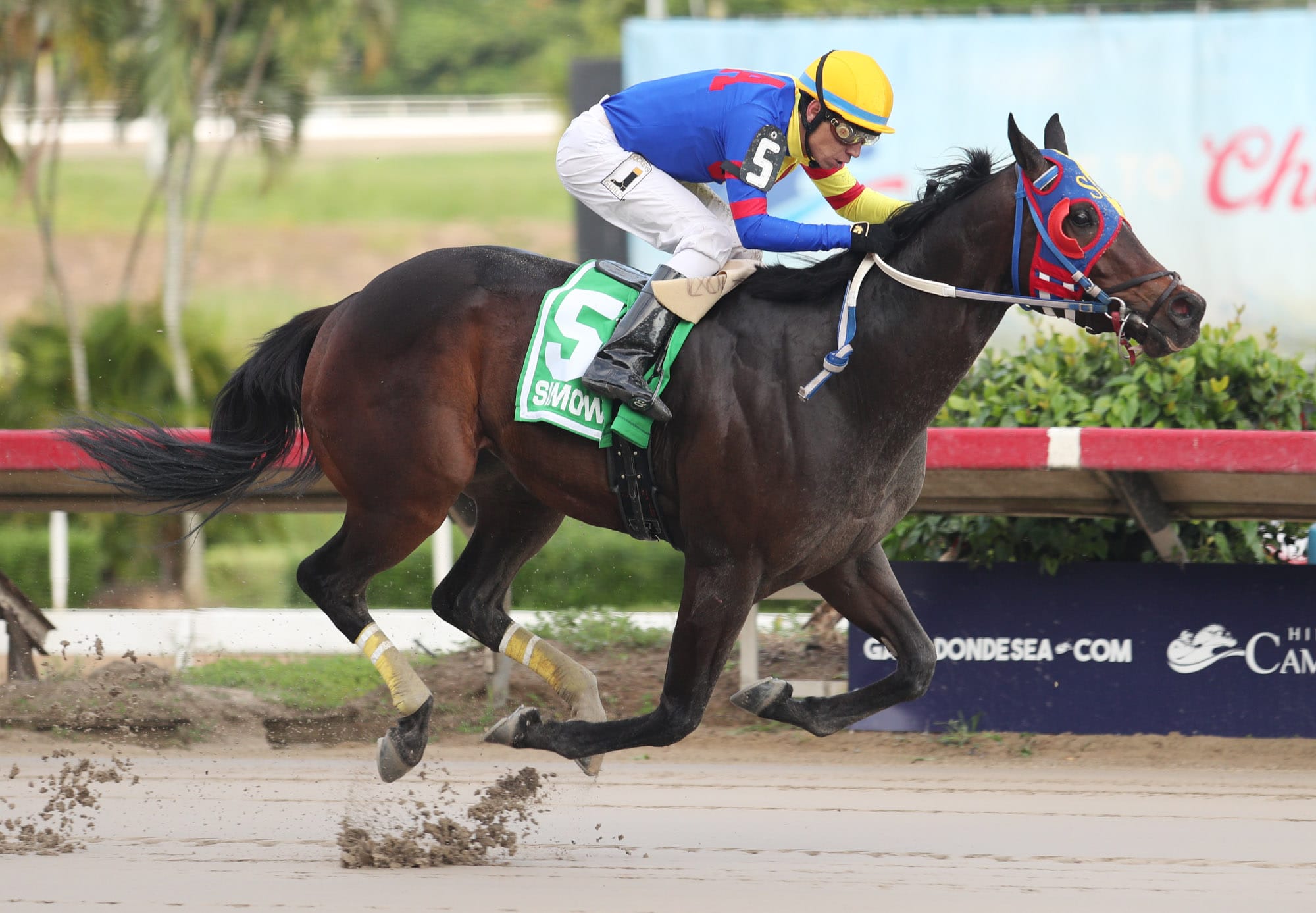 Caballos De Carreras Mexicanos