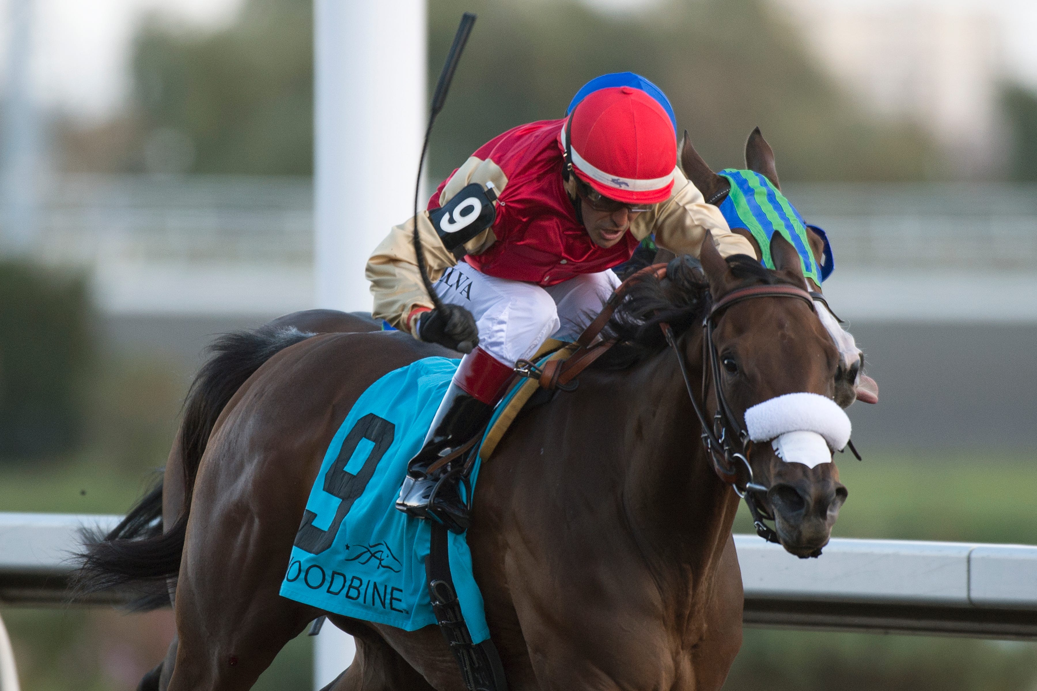 Long on talent, Southern Ring goes long on turf