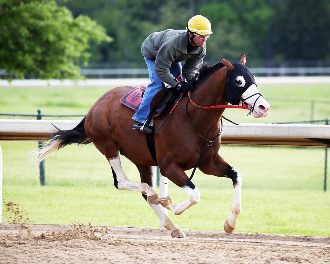 Uniquely marked Southern Phantom retired