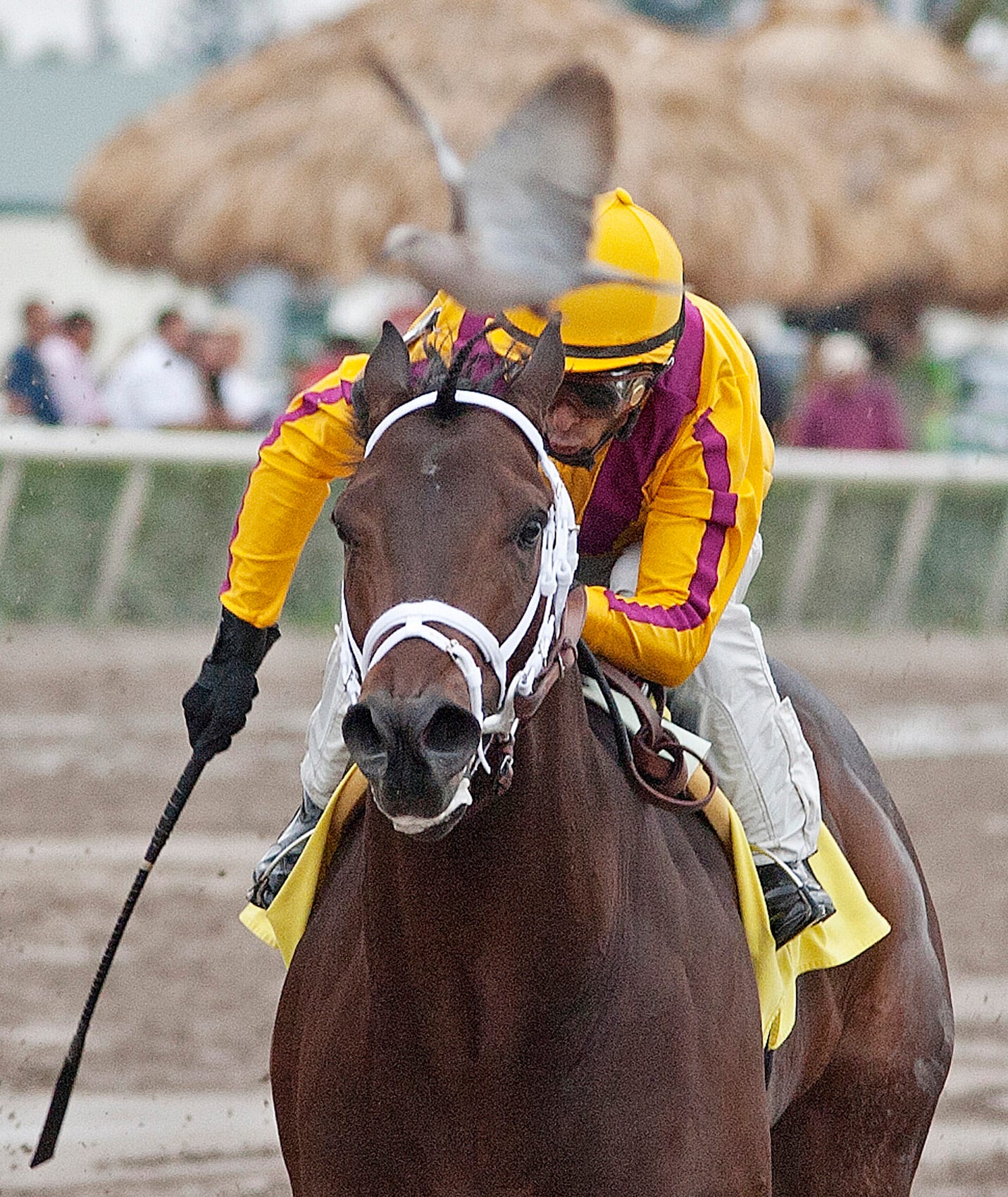 Tampa Bay Derby to have Pletcher standout