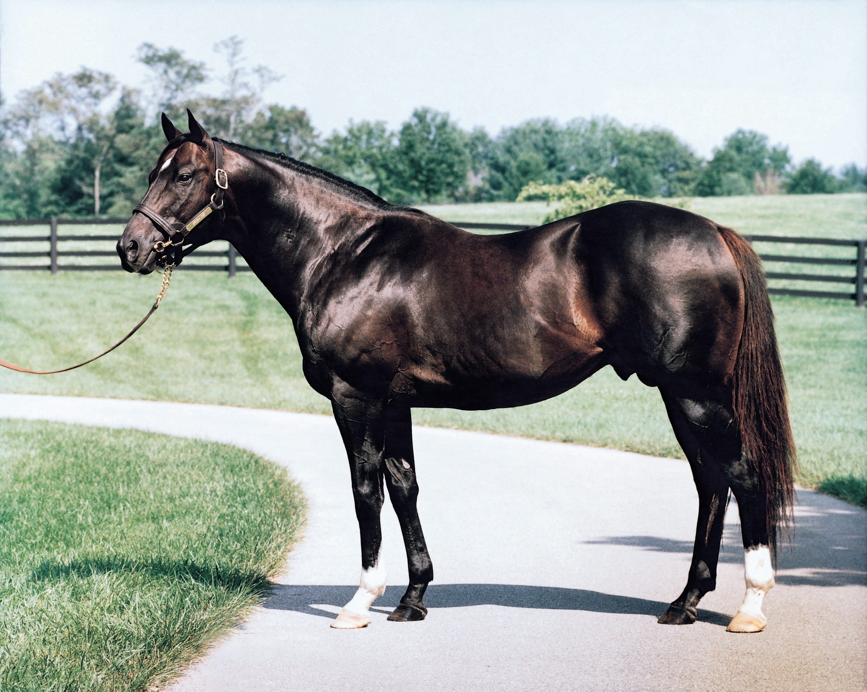 Storm Cat: Leading broodmare sire